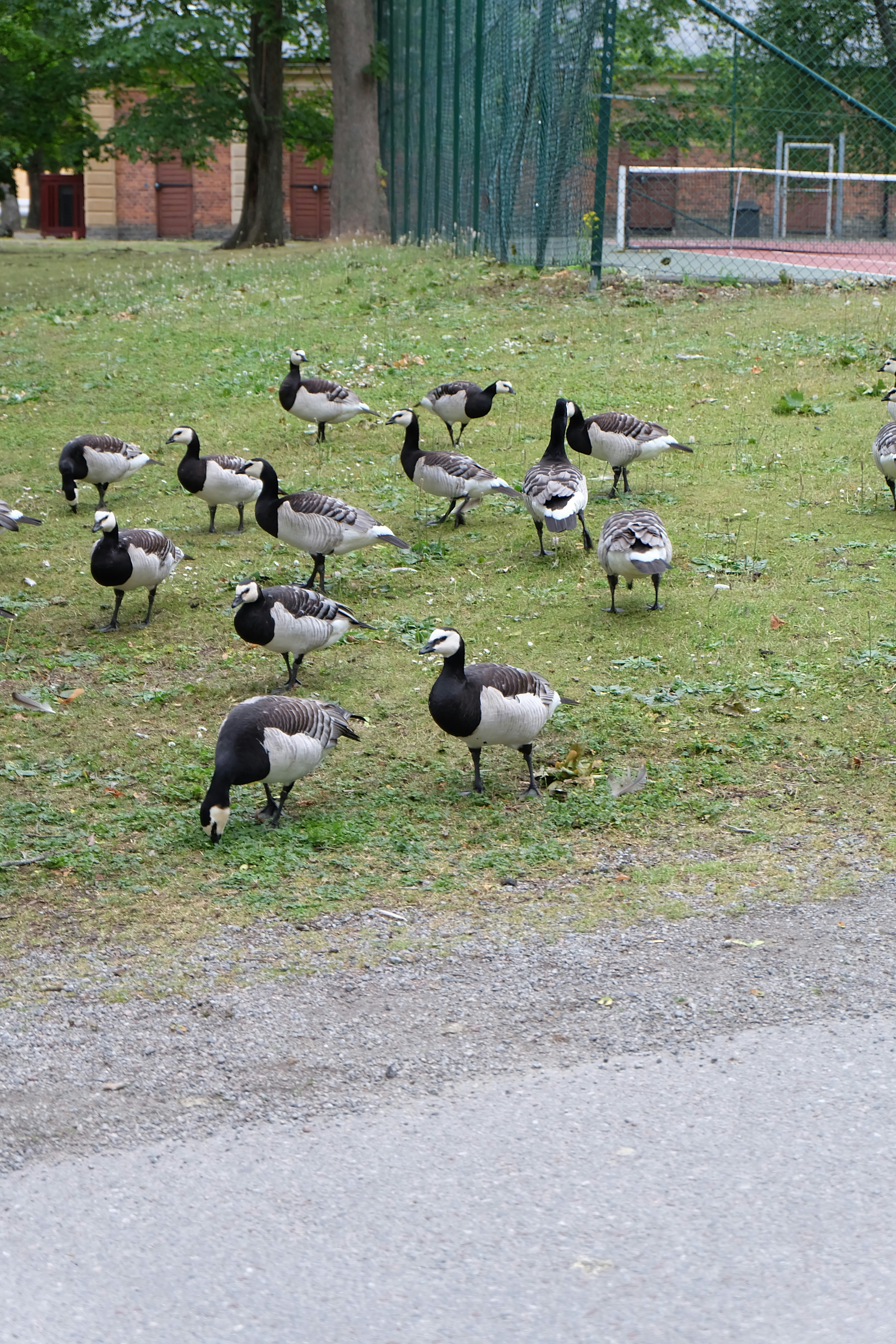 Geese gather together on a grassy field.