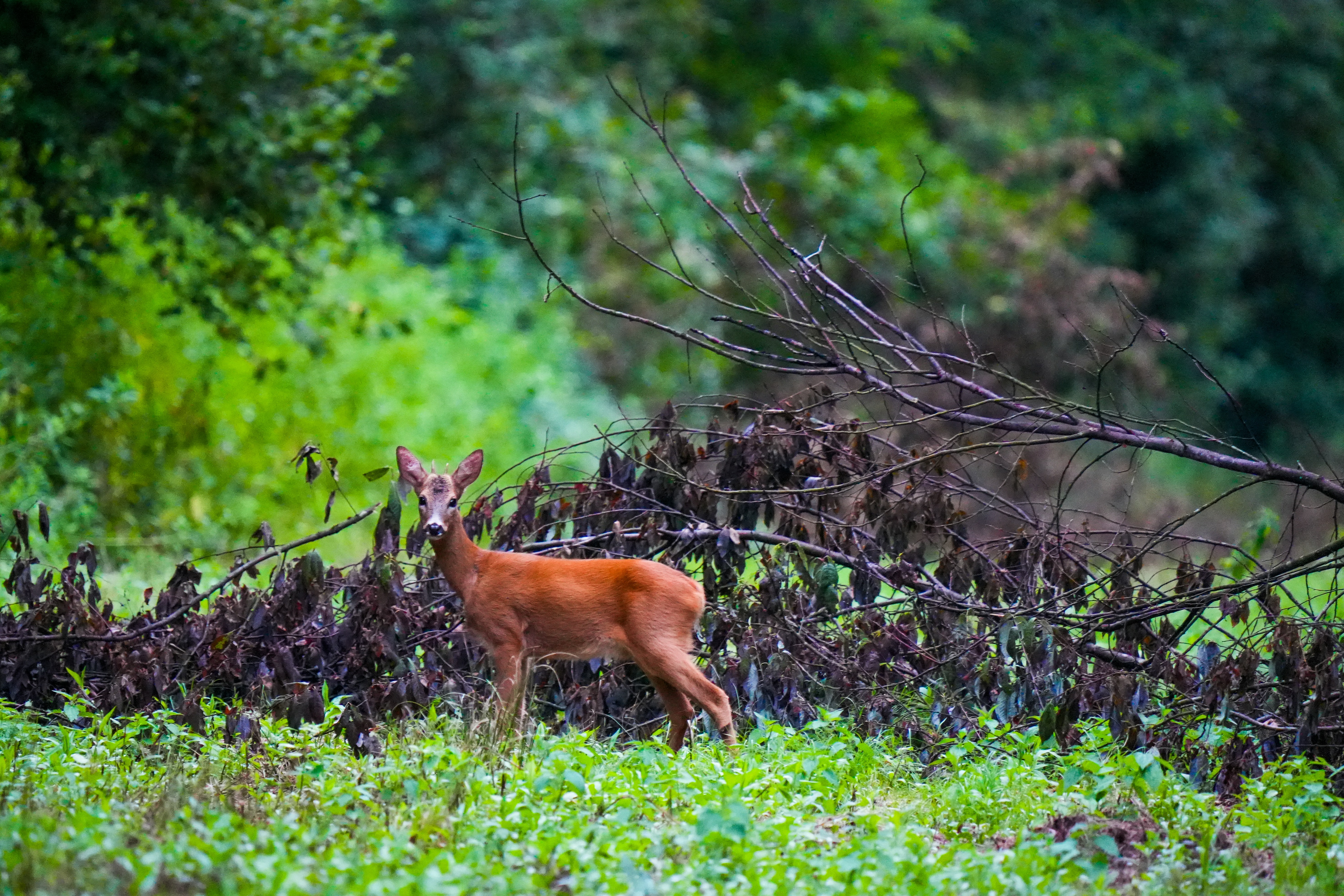 A young deer stands gracefully among overgrown foliage and fallen branches, embodying the tranquility of its woodland habitat.