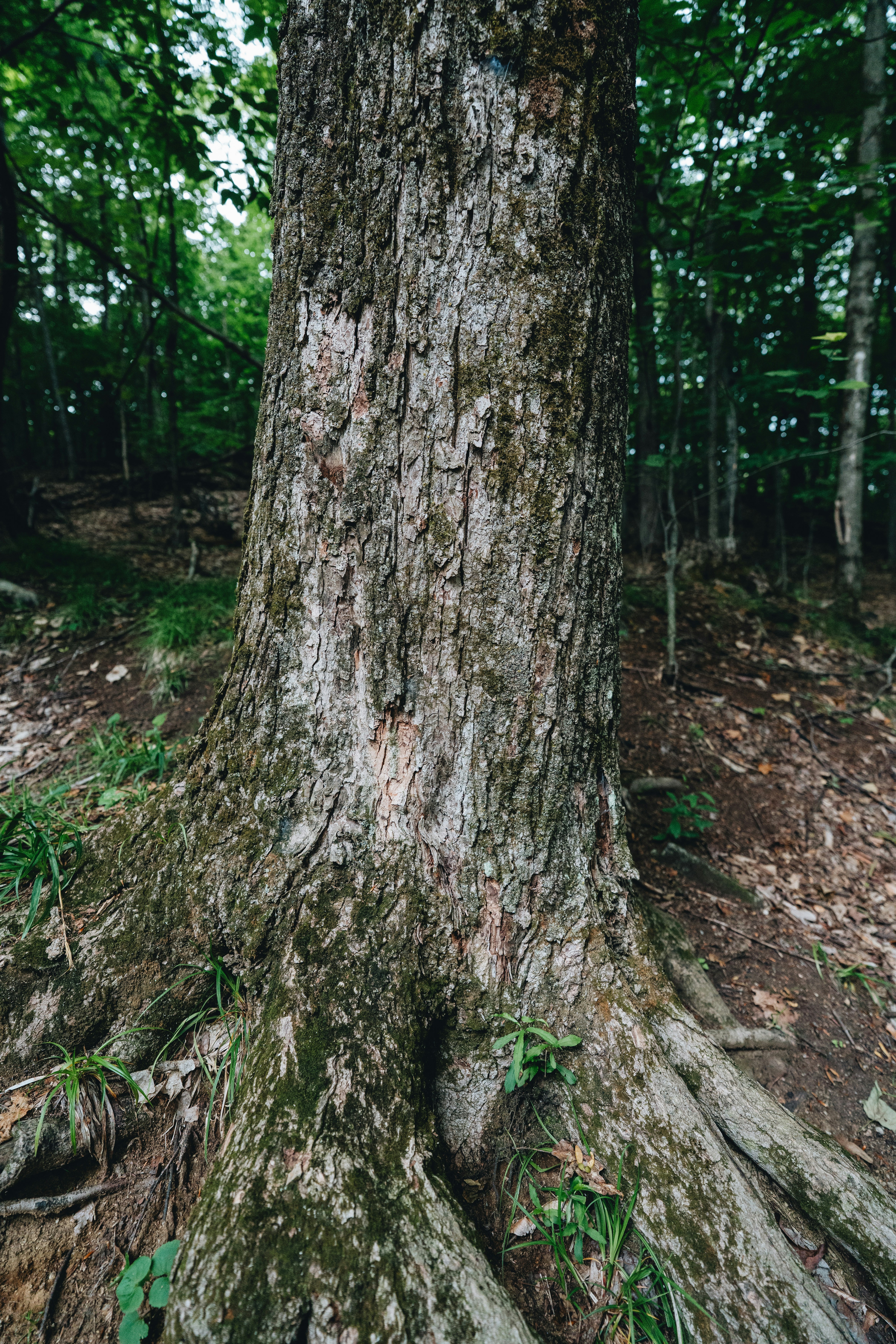 A tree's trunk stands tall in a forest.