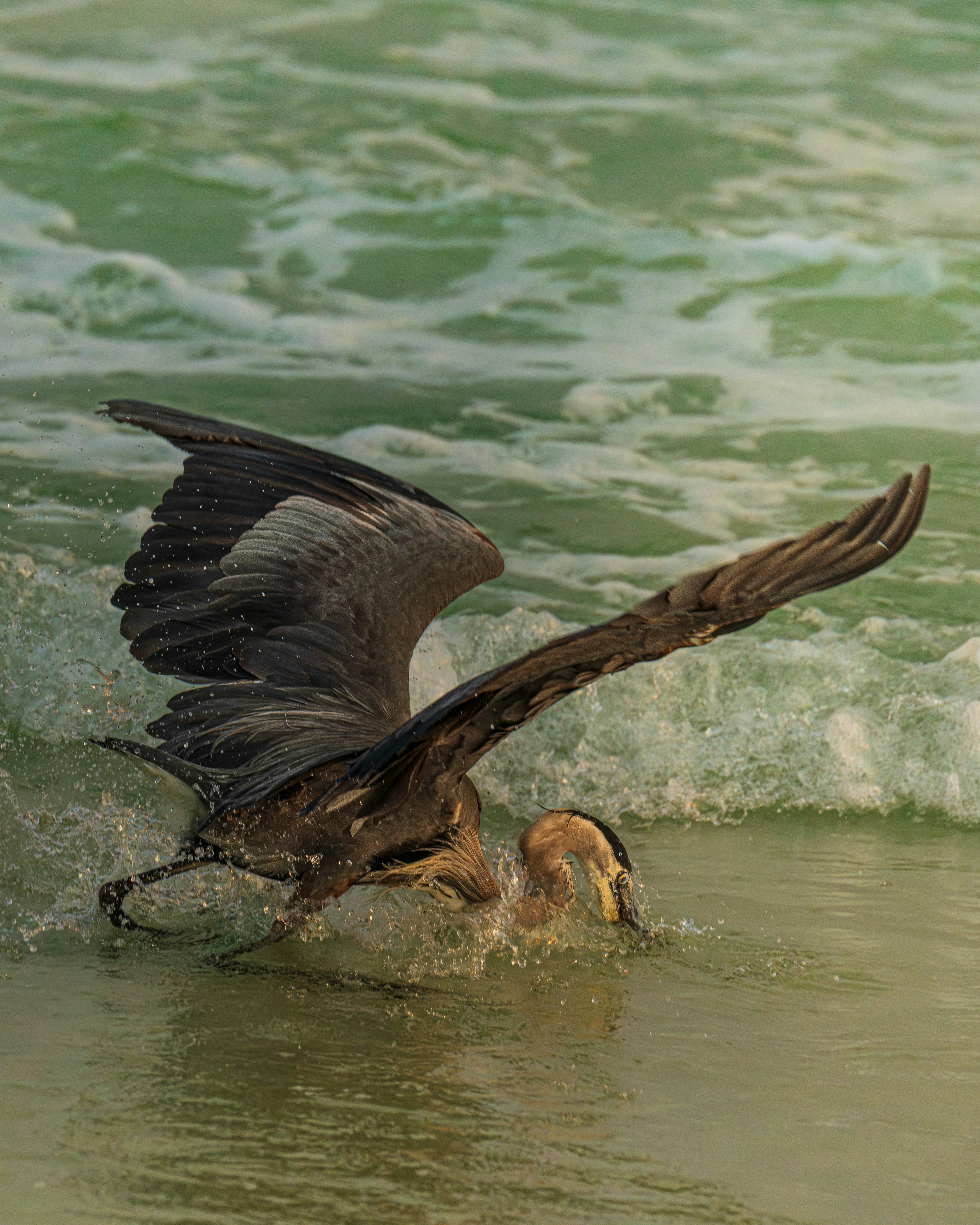 Wildlife photograph of a great blue heron at the beach. The bird stands in water as soft light illuminates its feathers, showcasing the beauty of nature. | A heron splashes in the waves to hunt.