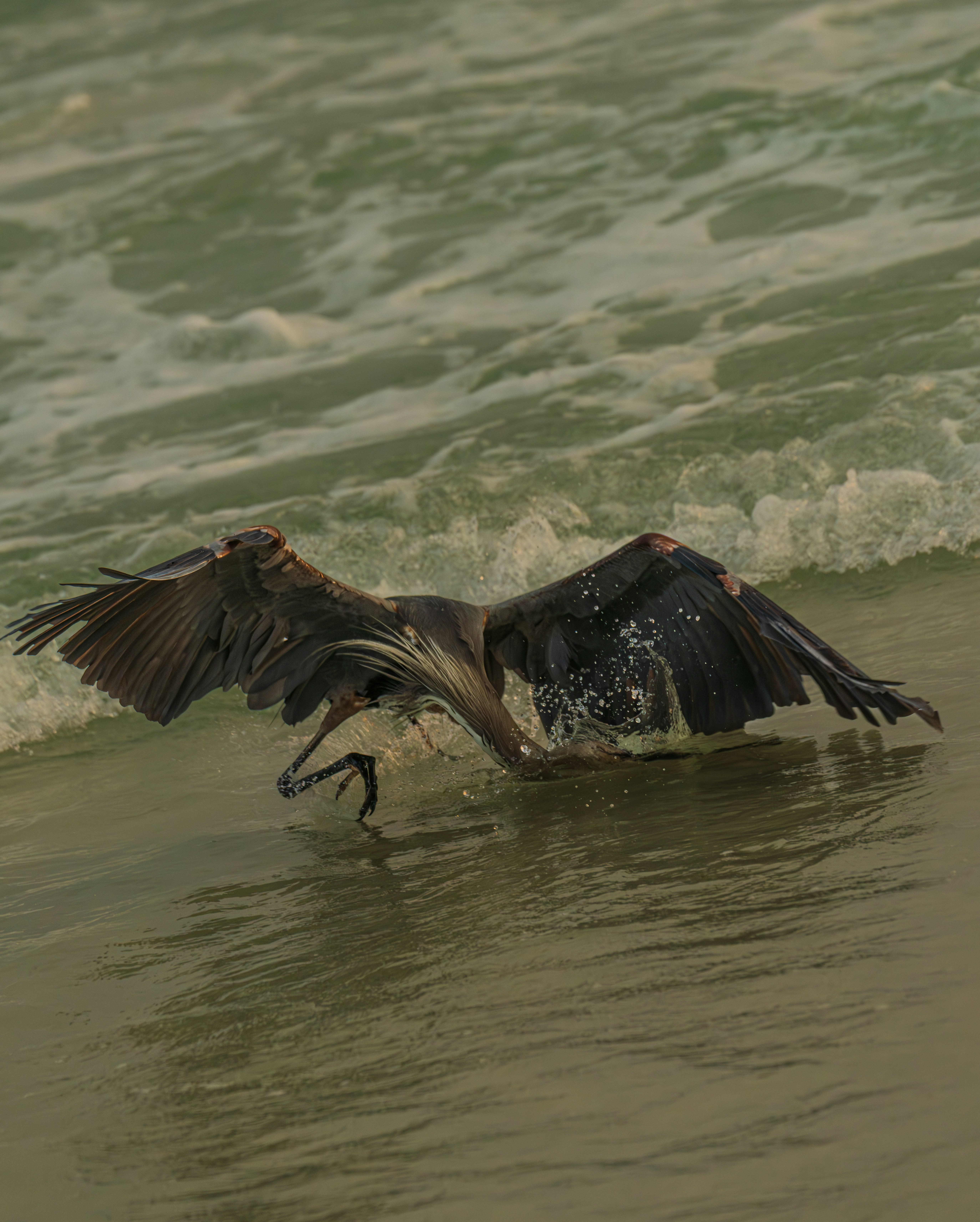 The Dance of the Heron: A Coastal Pursuit