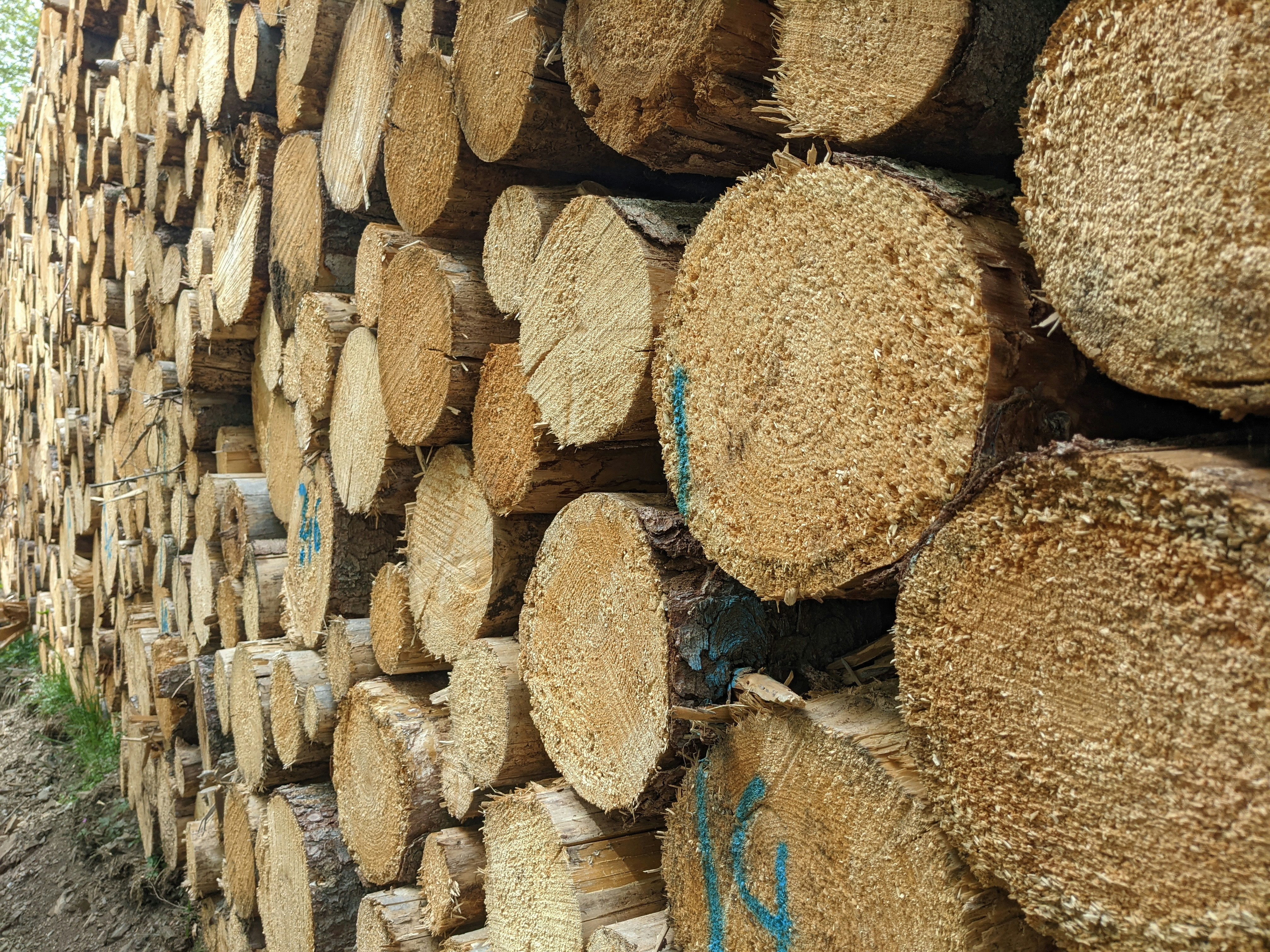 The Timber Tapestry: Nature's Geometry