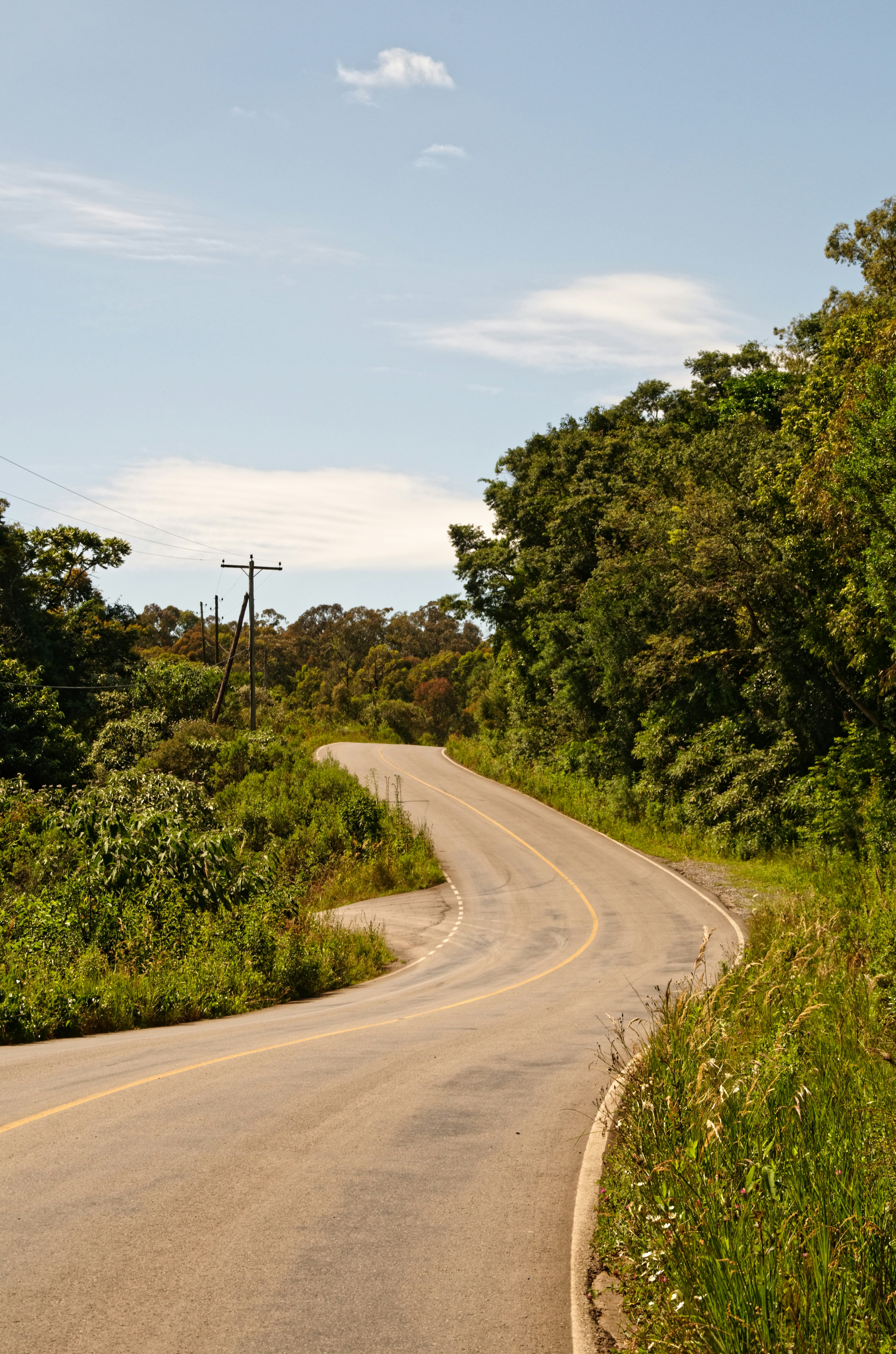 A winding road through lush green trees.