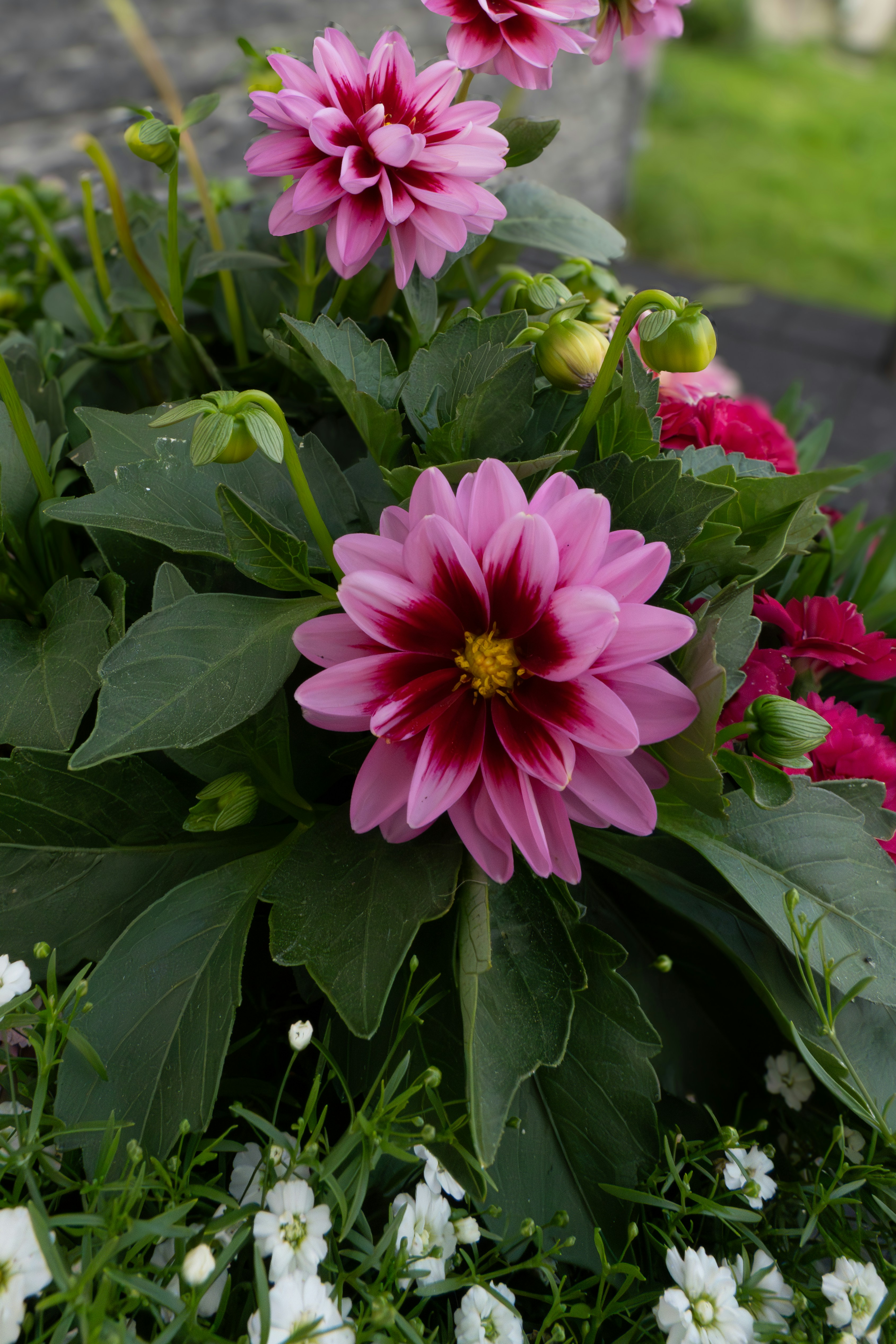Blossoming Harmony: A Floral Symphony
