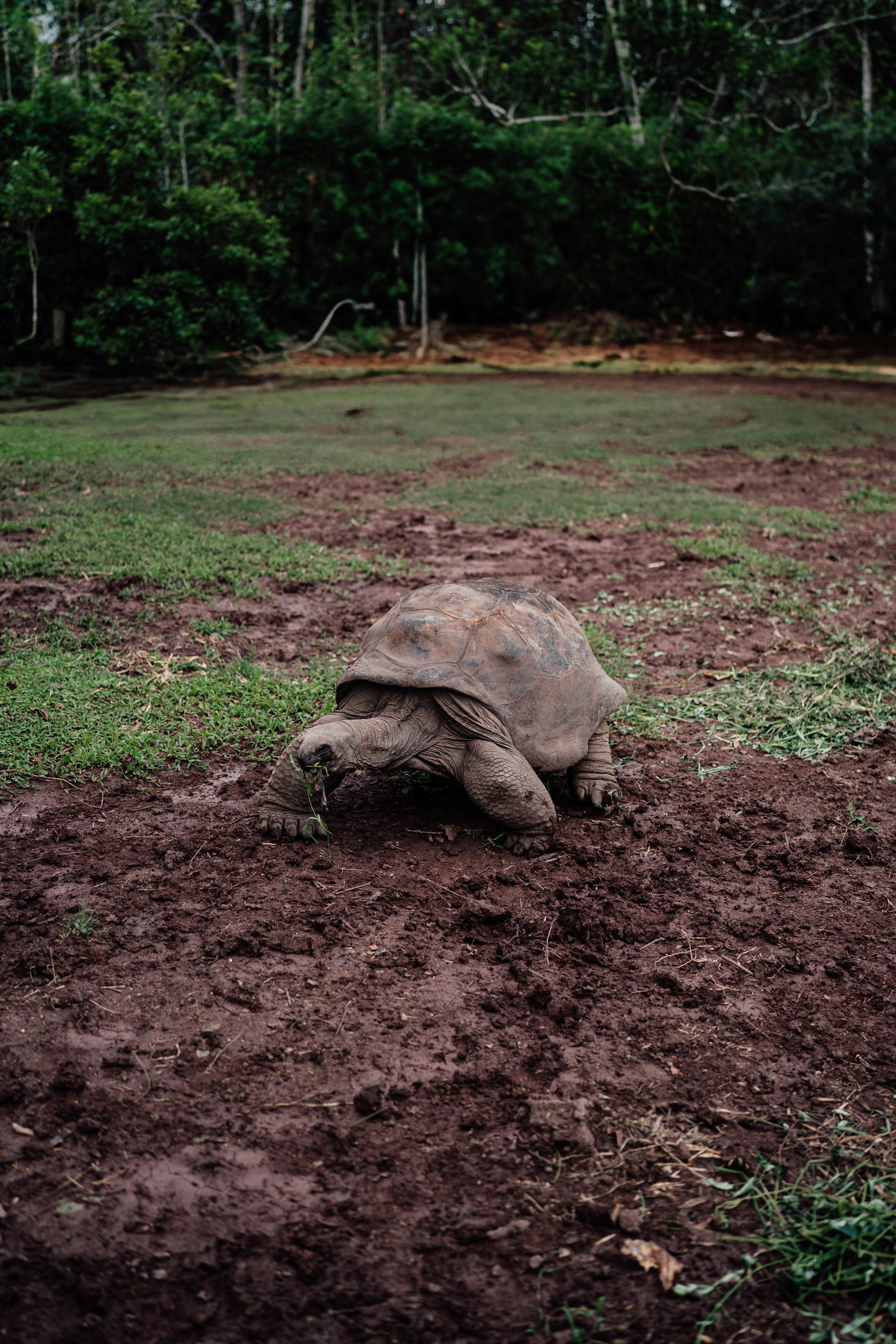 The Gentle Forager: A Tortoise's Day in Nature