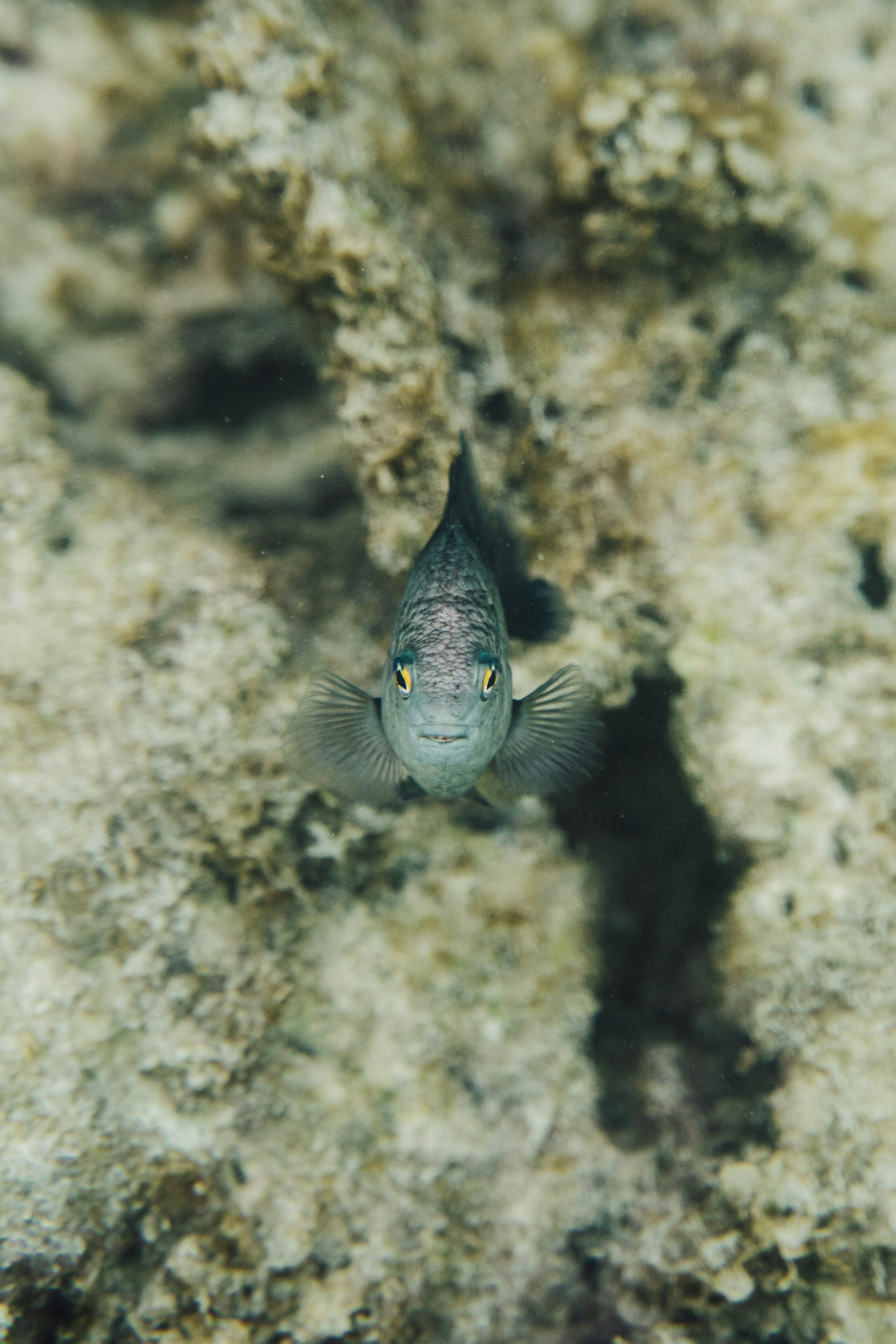 A fish looks directly at the camera. photo – Free Animal Image on Unsplash