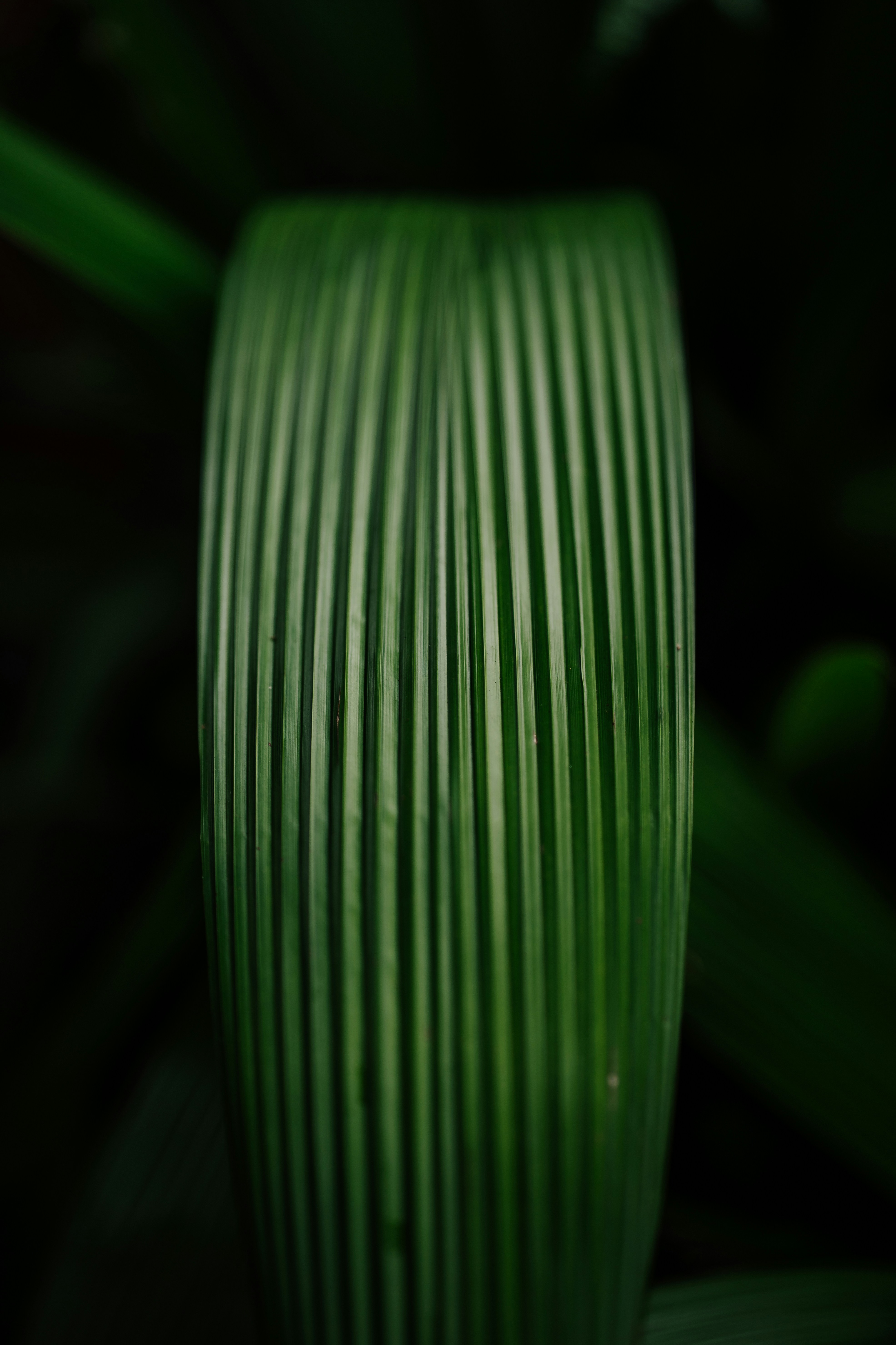 Green leaf with parallel lines. photo – Free Green Image on Unsplash