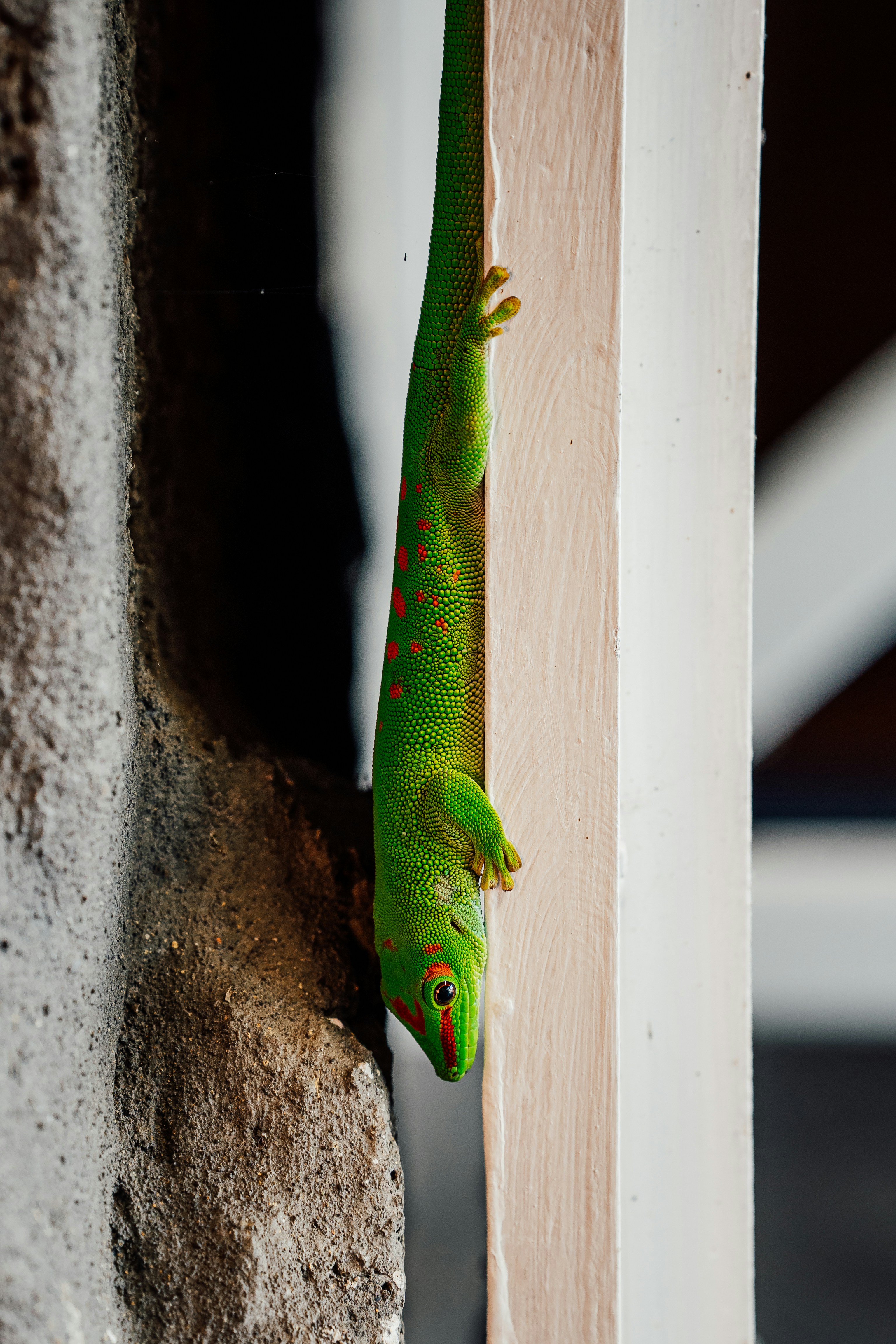 The Green Clinger: Nature's Colorful Acrobat