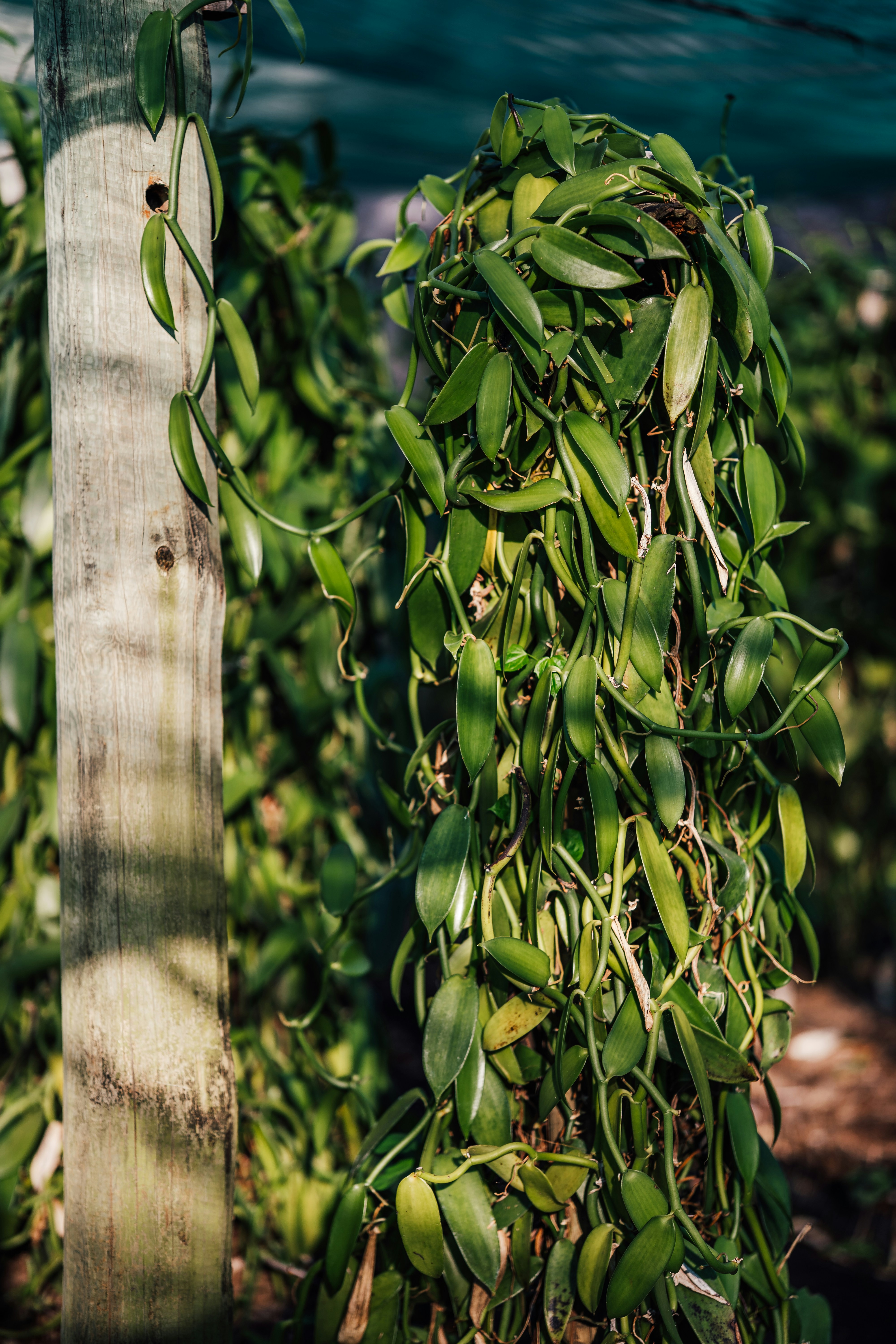 Vine Curtain Clinging to a Weathered Post