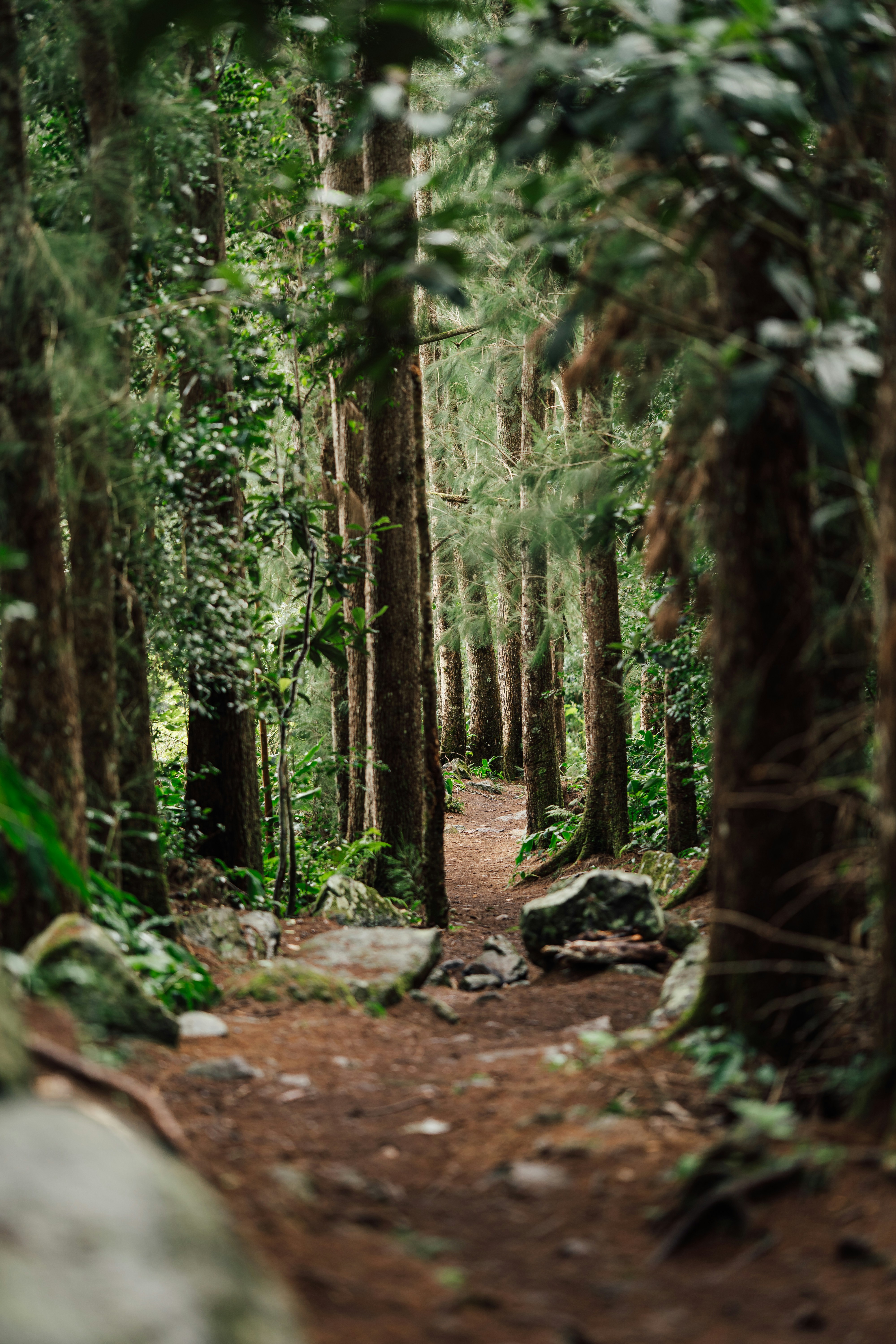 A path winds through a lush, green forest.