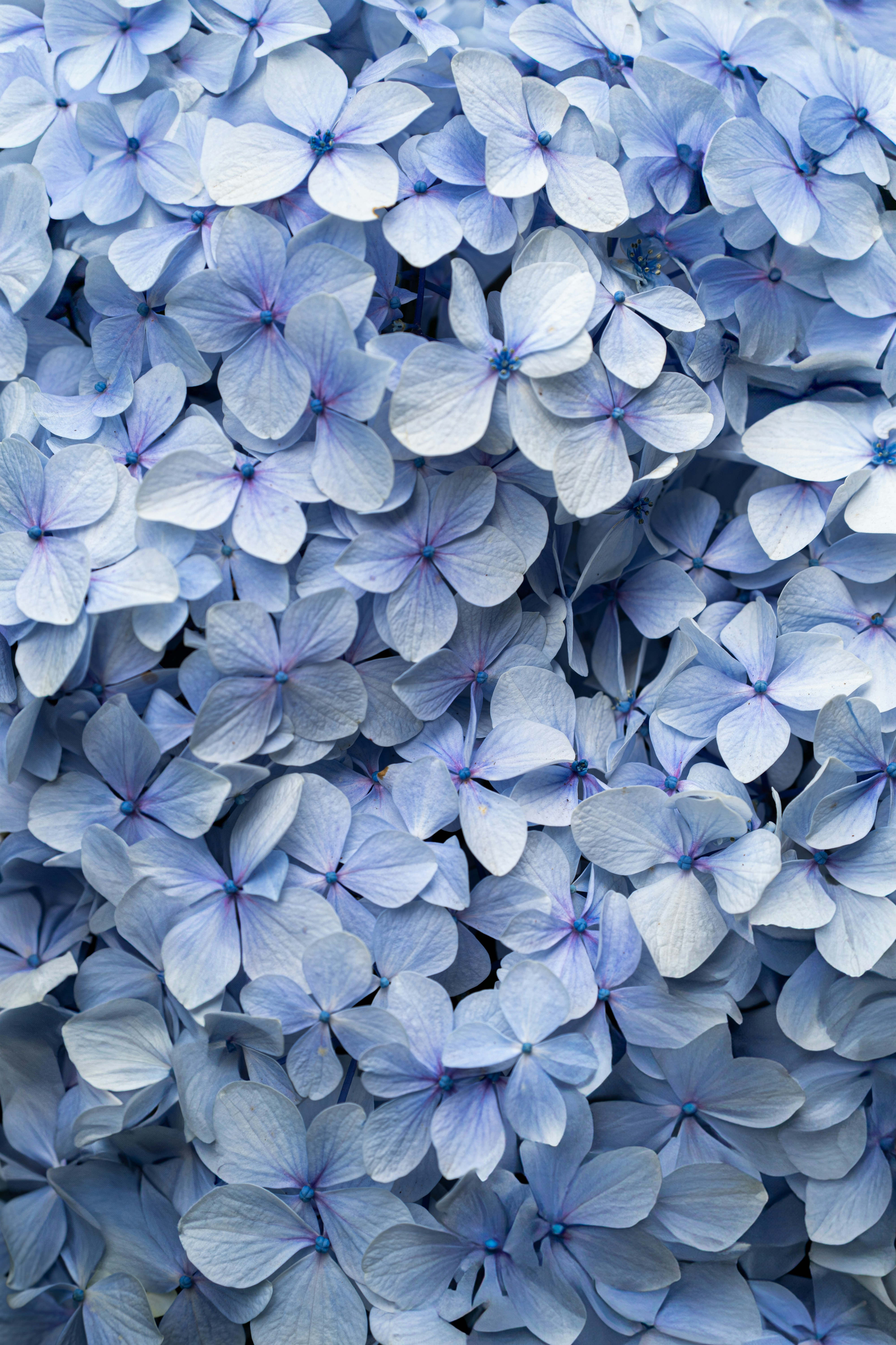 Beautiful close-up of blue hydrangea flowers.