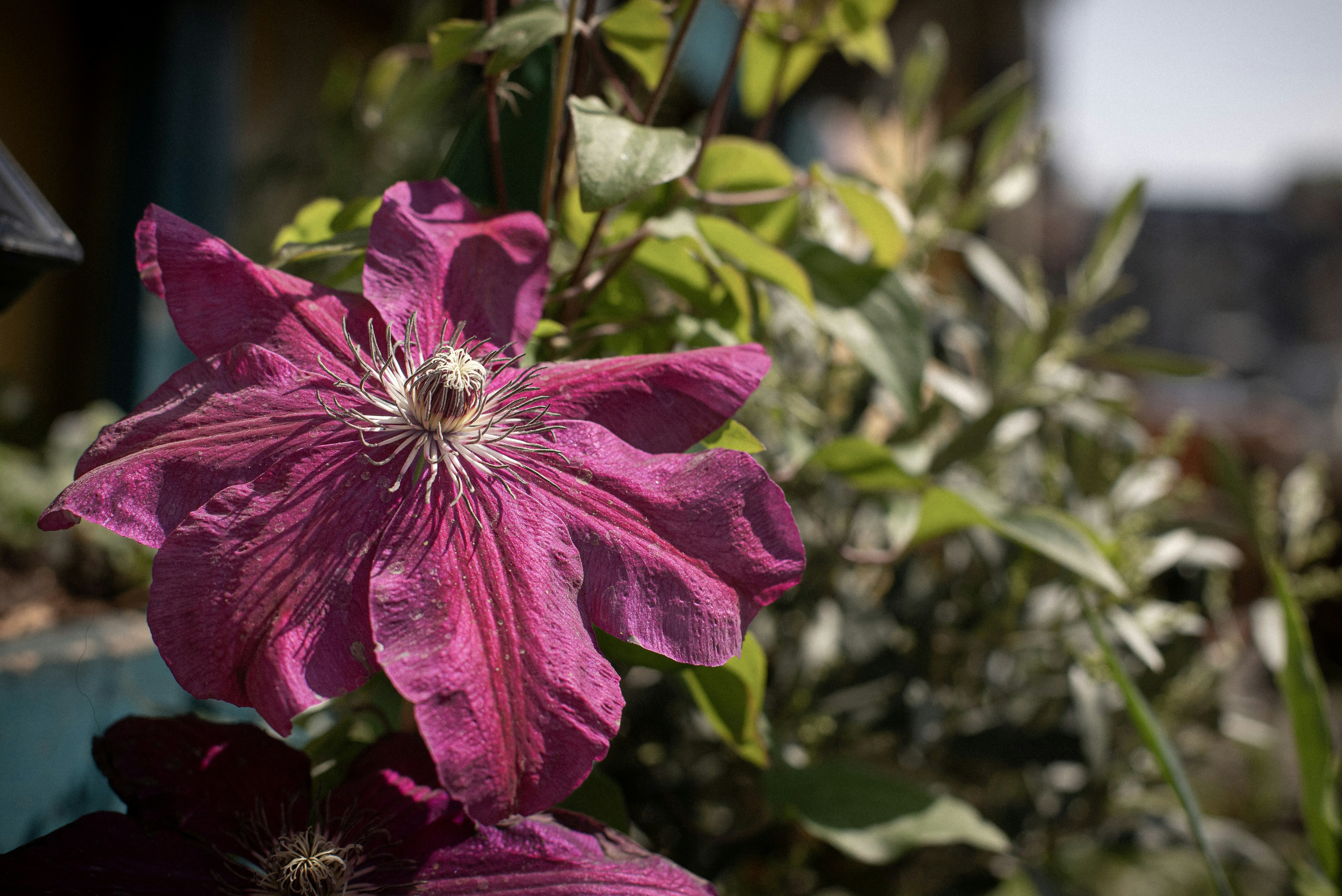 Velvet Magenta Clematis in Sunlit Focus