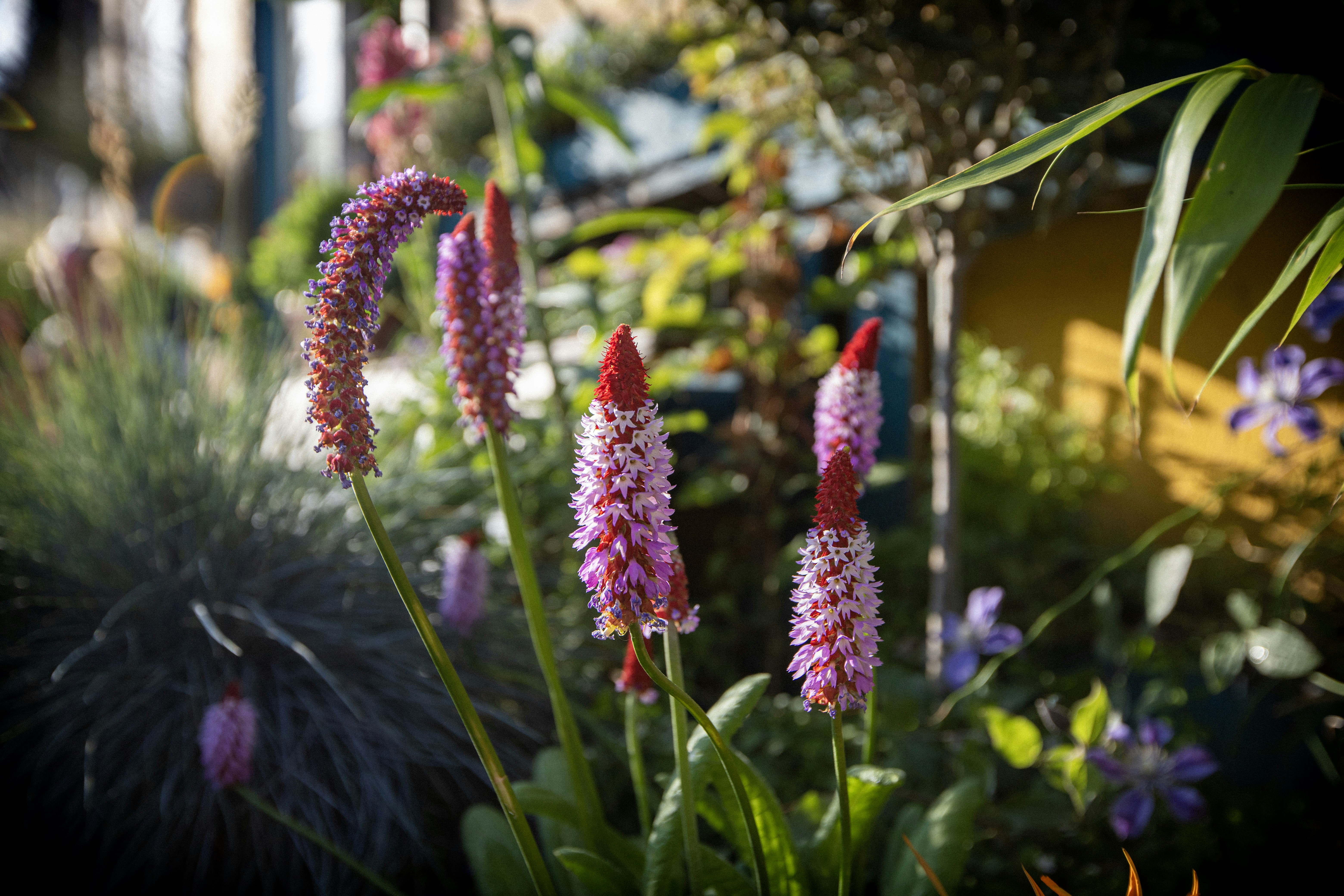 Pastel Spike Parade in a Sunlit Cottage Garden