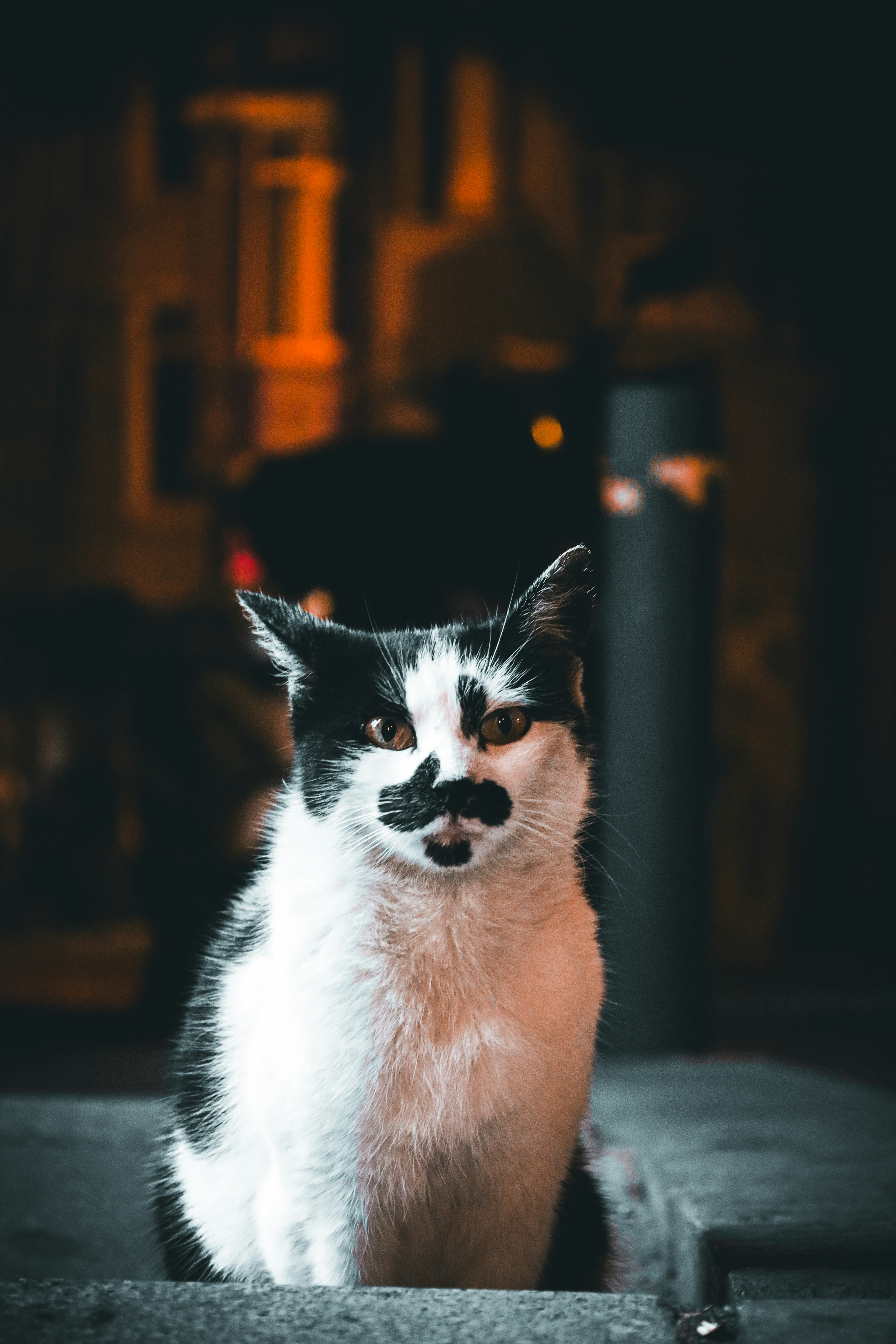 Whiskered Watcher in the Night