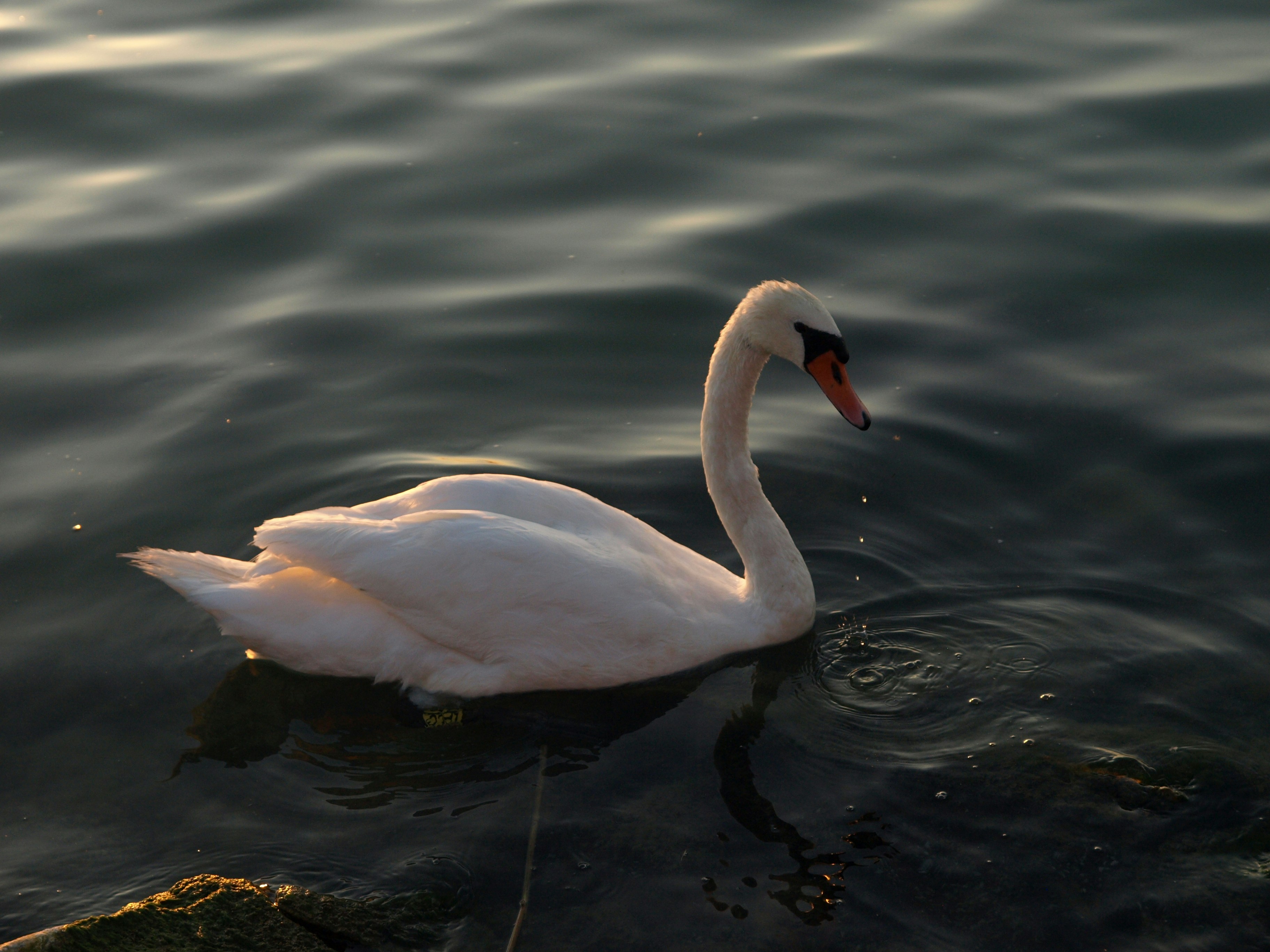 A beautiful white swan floats in the water.