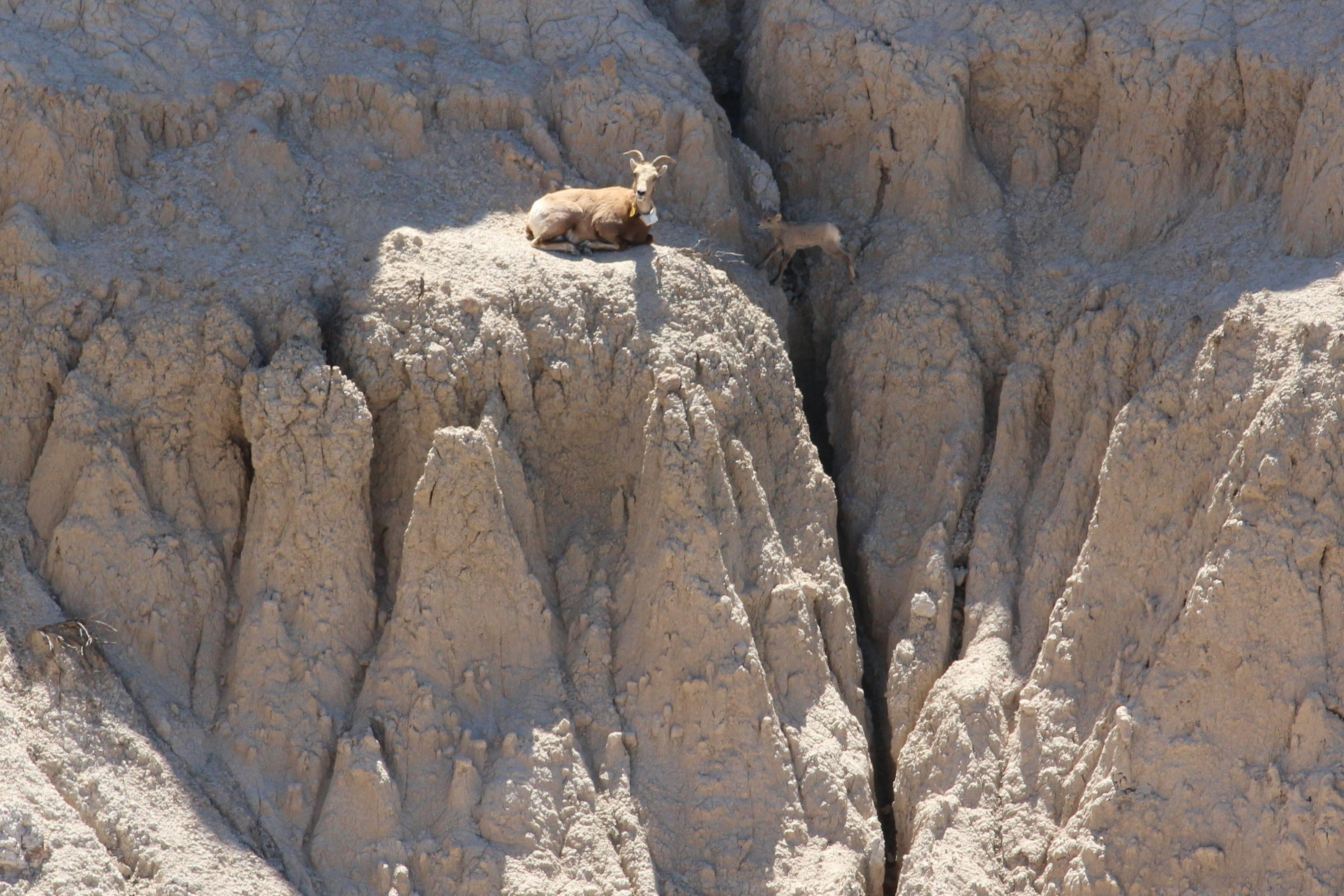 Sentinel of the Badlands
