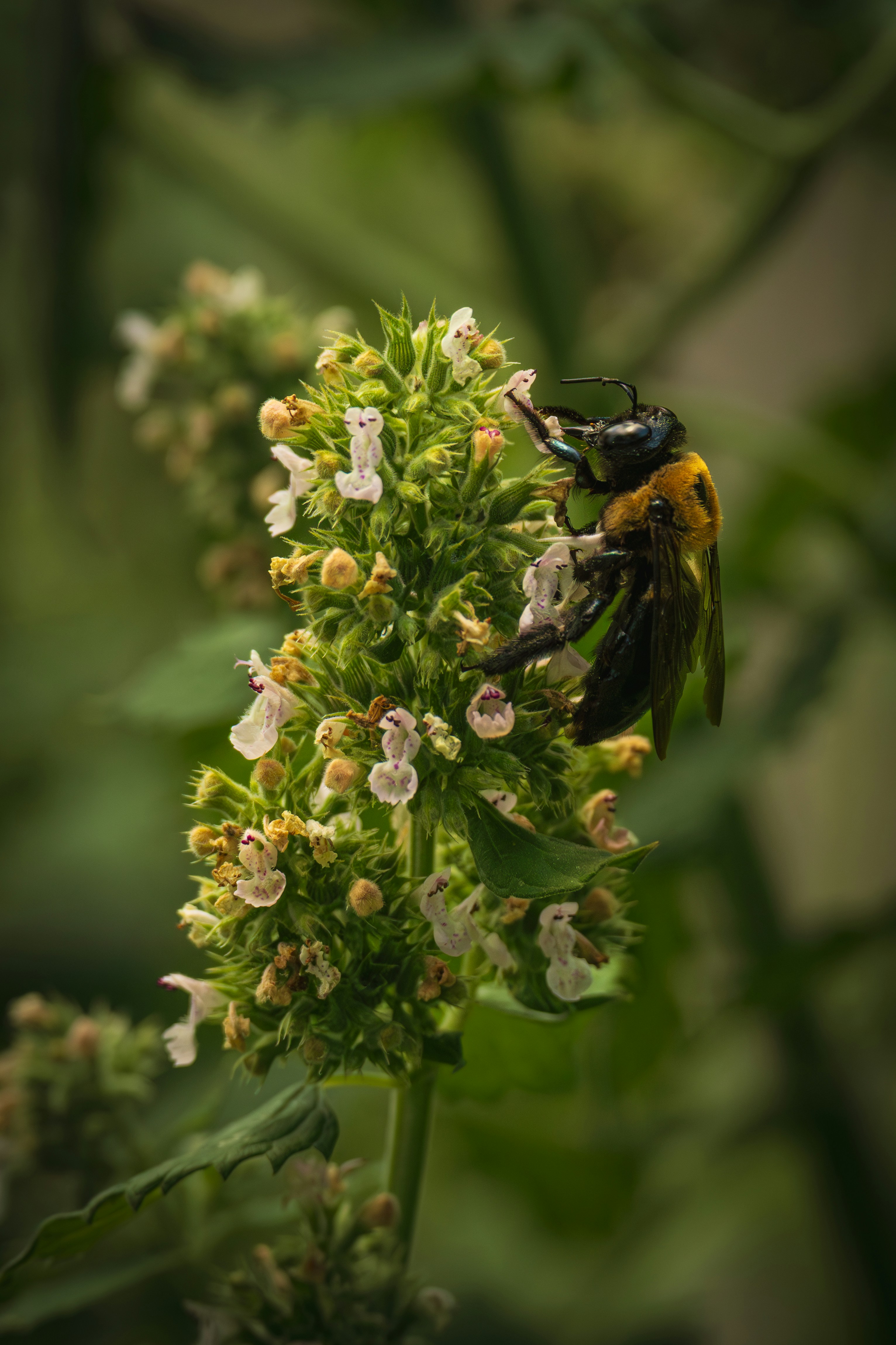A bee forages among delicate white flowers on a lush green plant, highlighting the intricate relationship between pollinators and flora.
