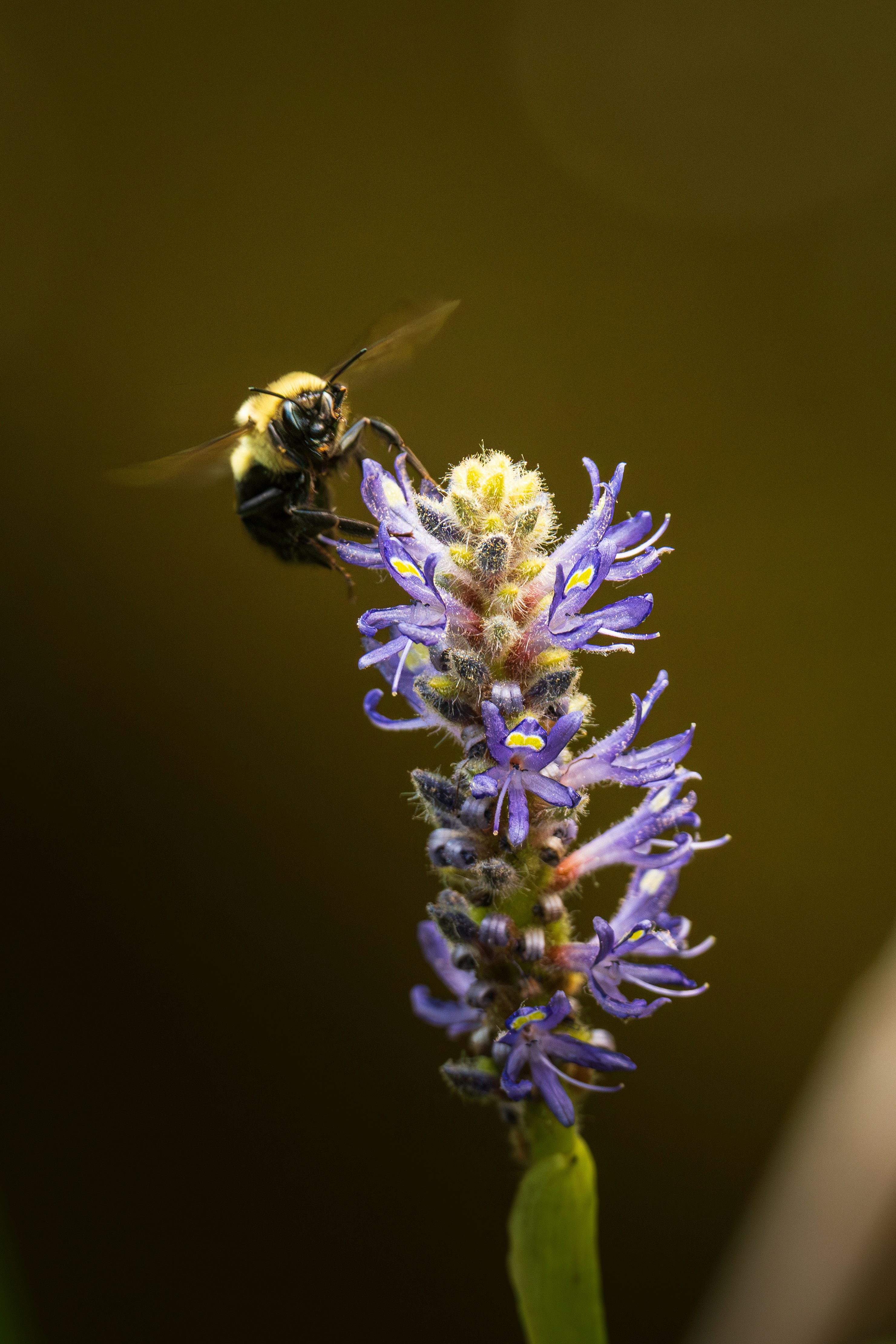 A macro photograph of a bee collecting nectar from a blooming flower. | A bumblebee collects nectar from a beautiful flower.