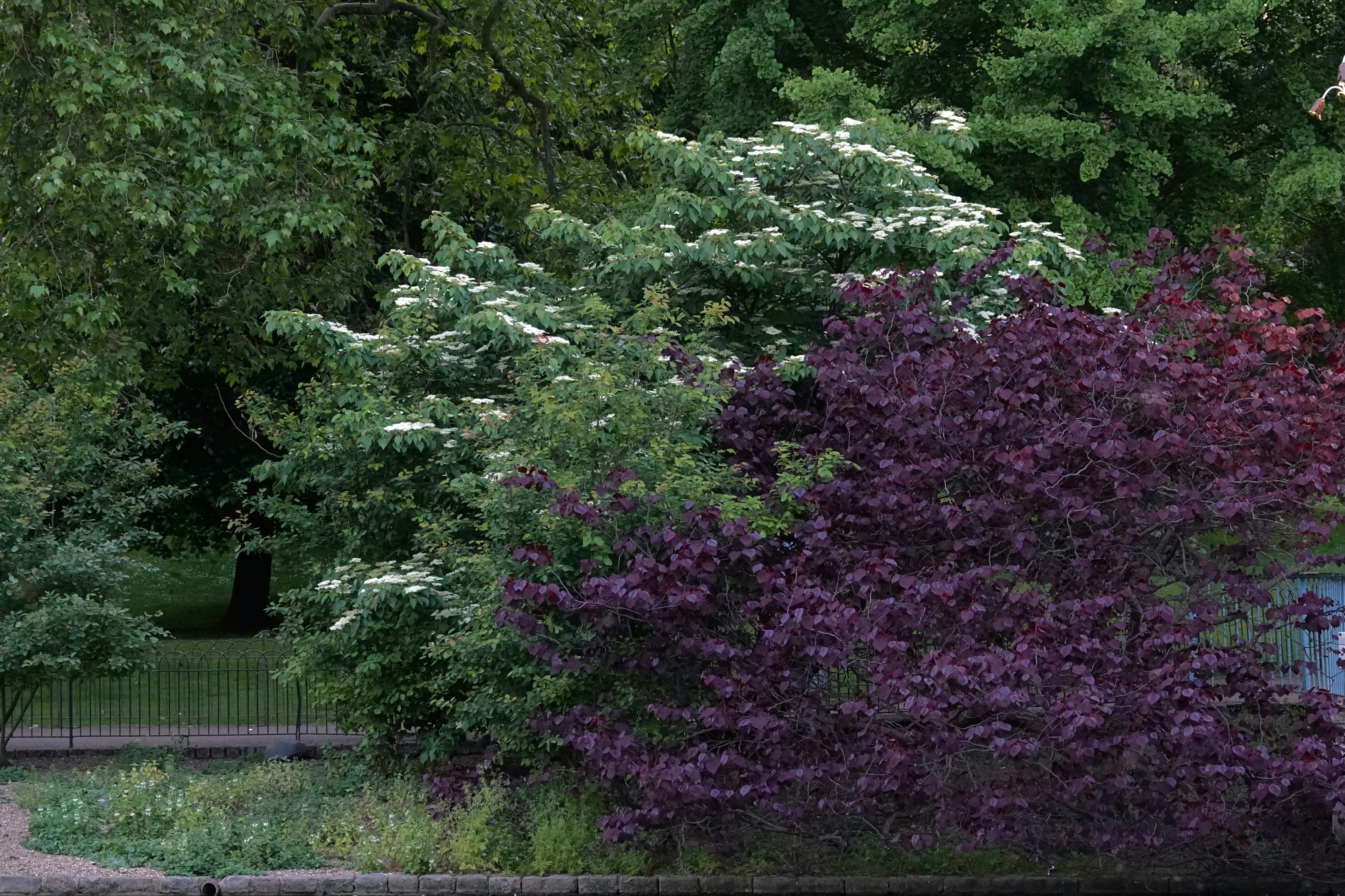 Velvet Purple Shrub Guarding a Quiet Park Path