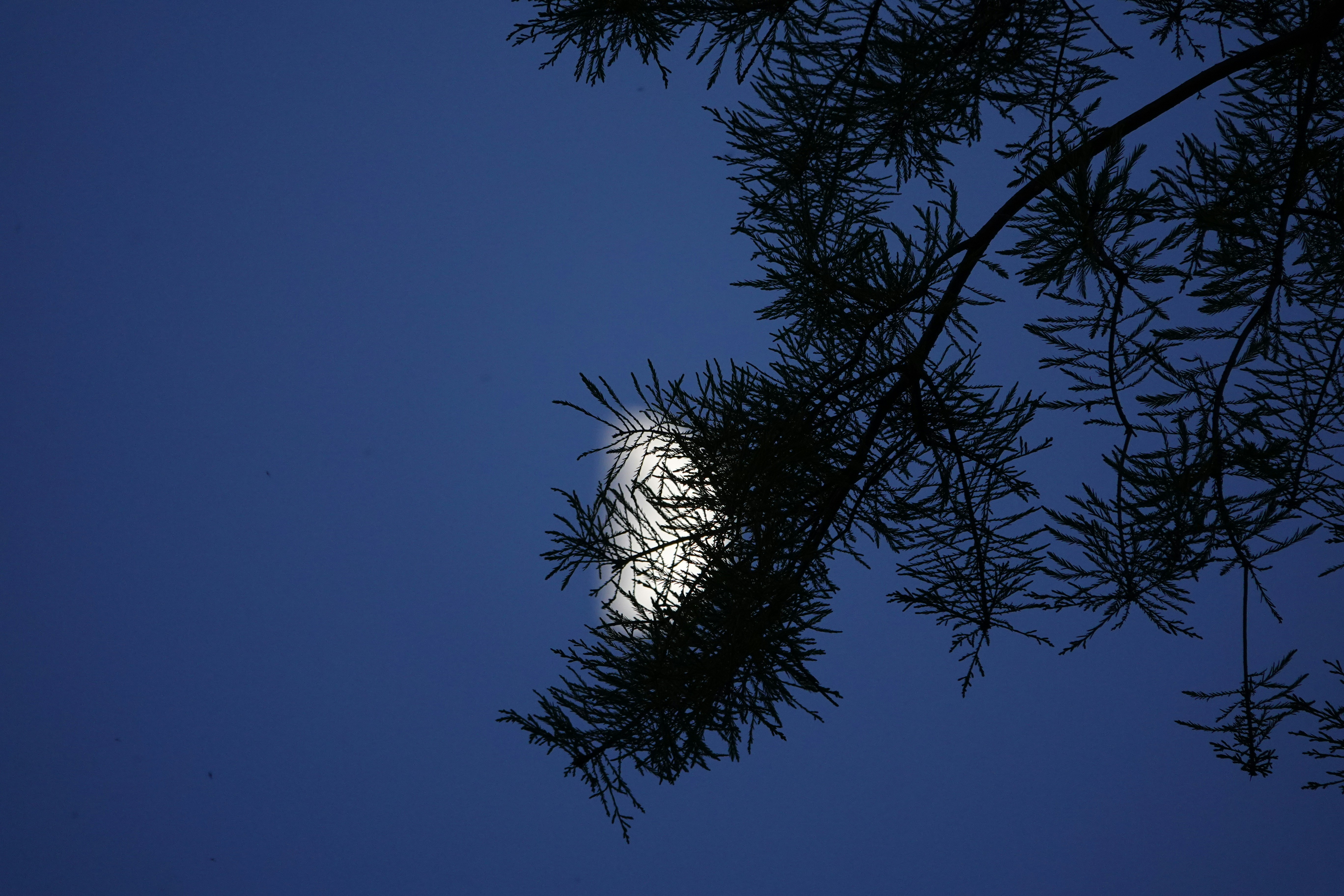Silhouetted Serenity: Moonlit Branches
