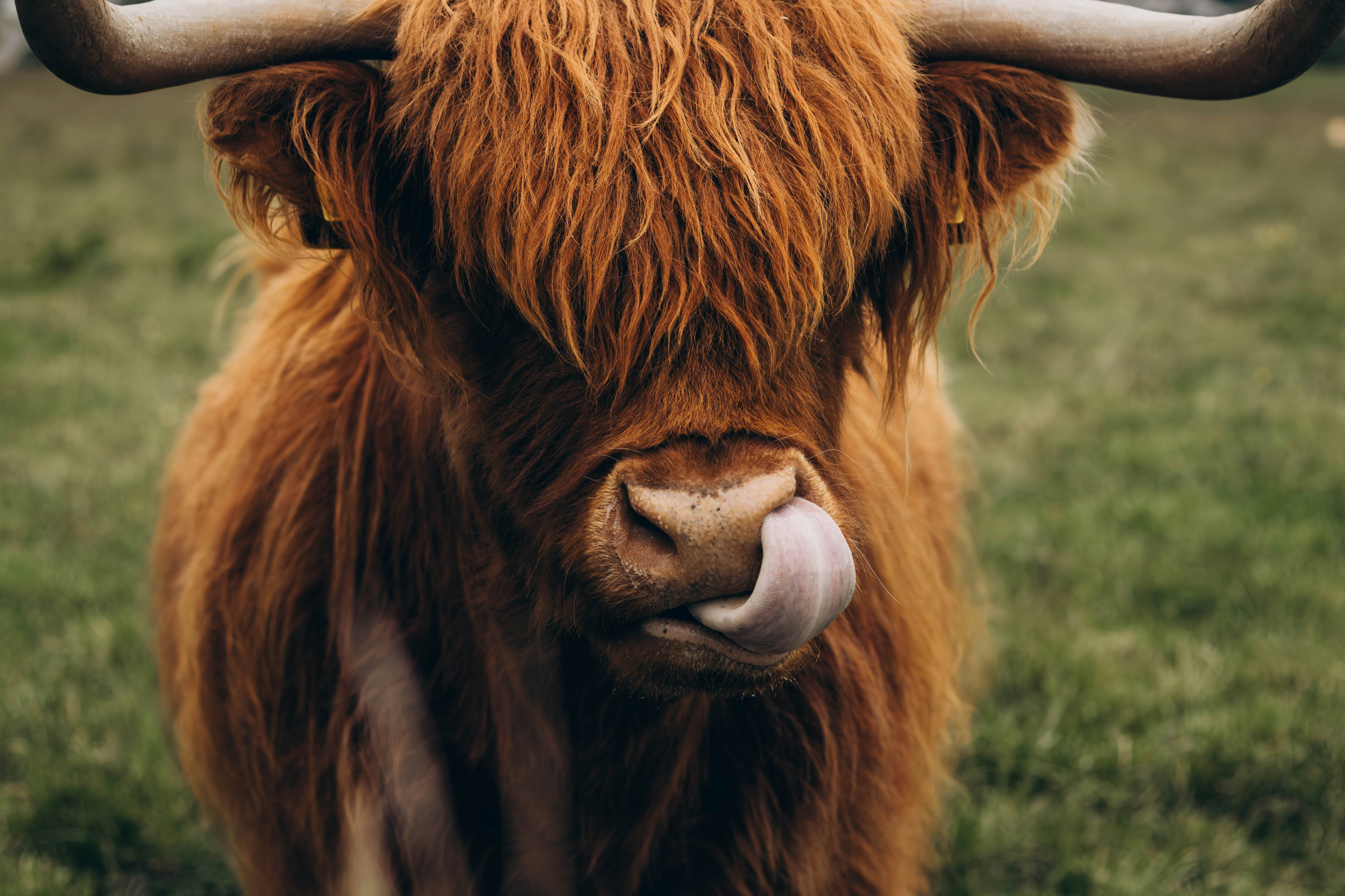 Highland Cow in Northern Scotland | A highland cow licks its nose.