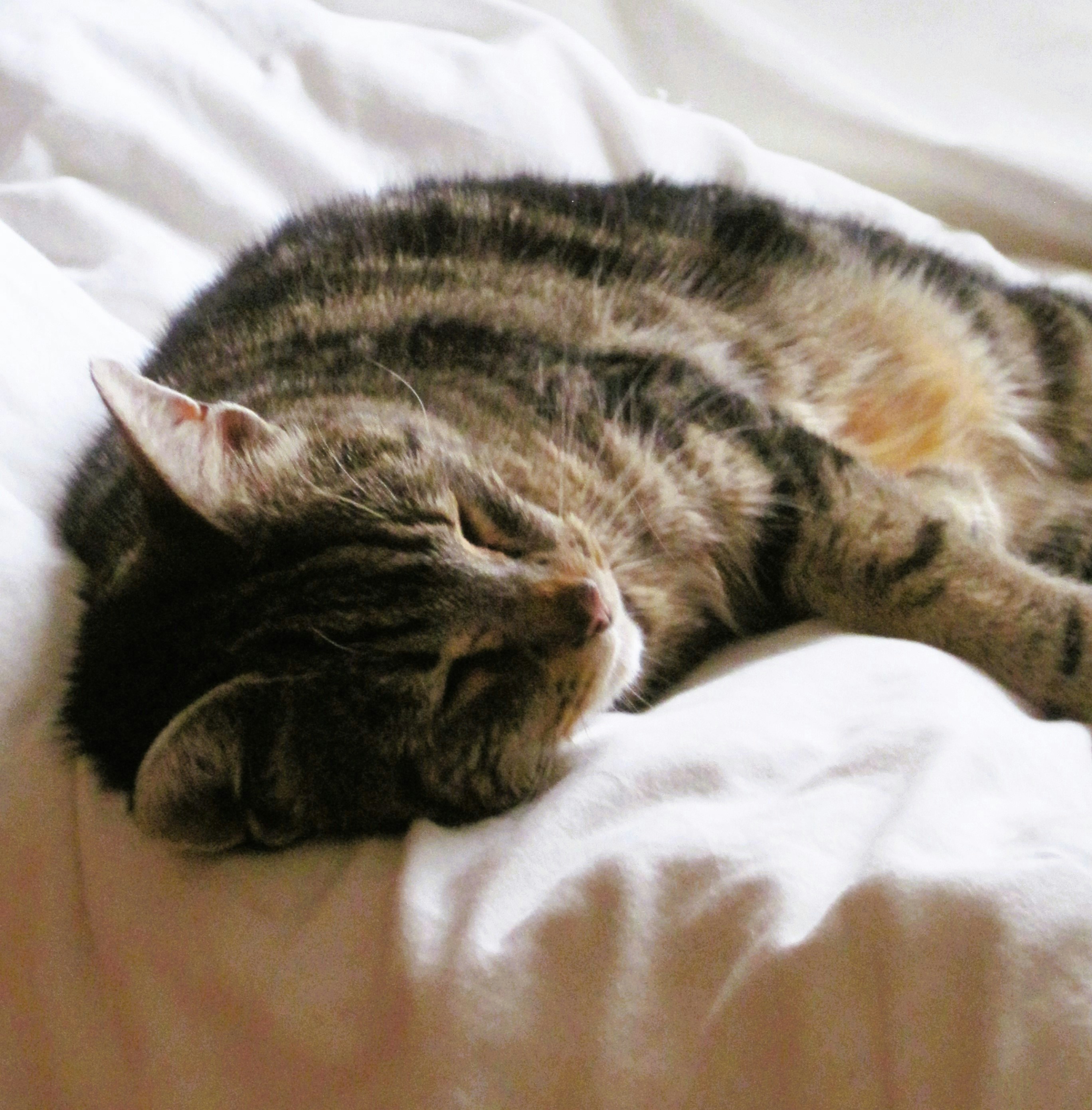 my cat tim taken august 15th 2012 | A cat is sleeping peacefully on white bedding.