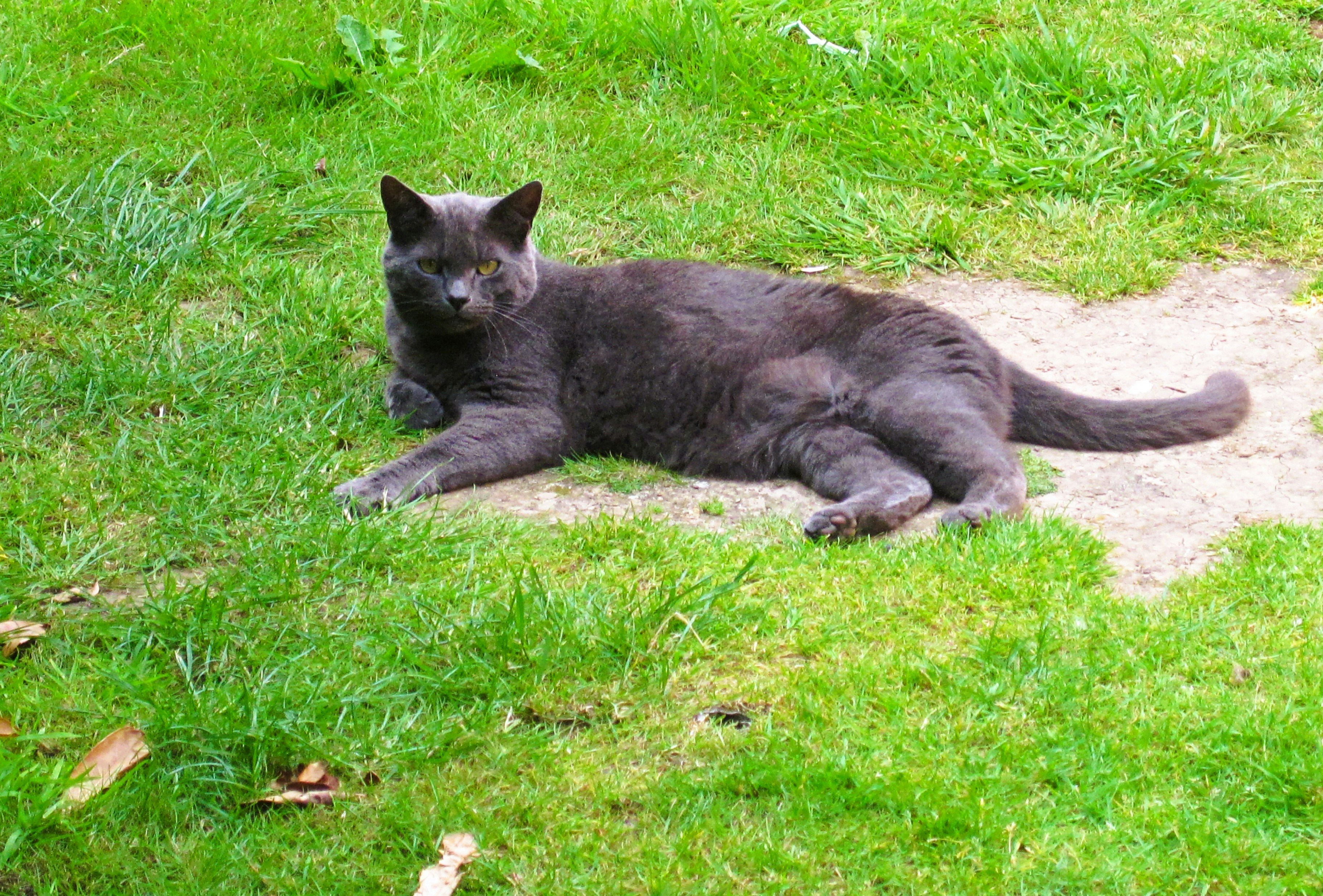 my cat maxy taken july 14th 2011 | A gray cat lounges comfortably on the grass.