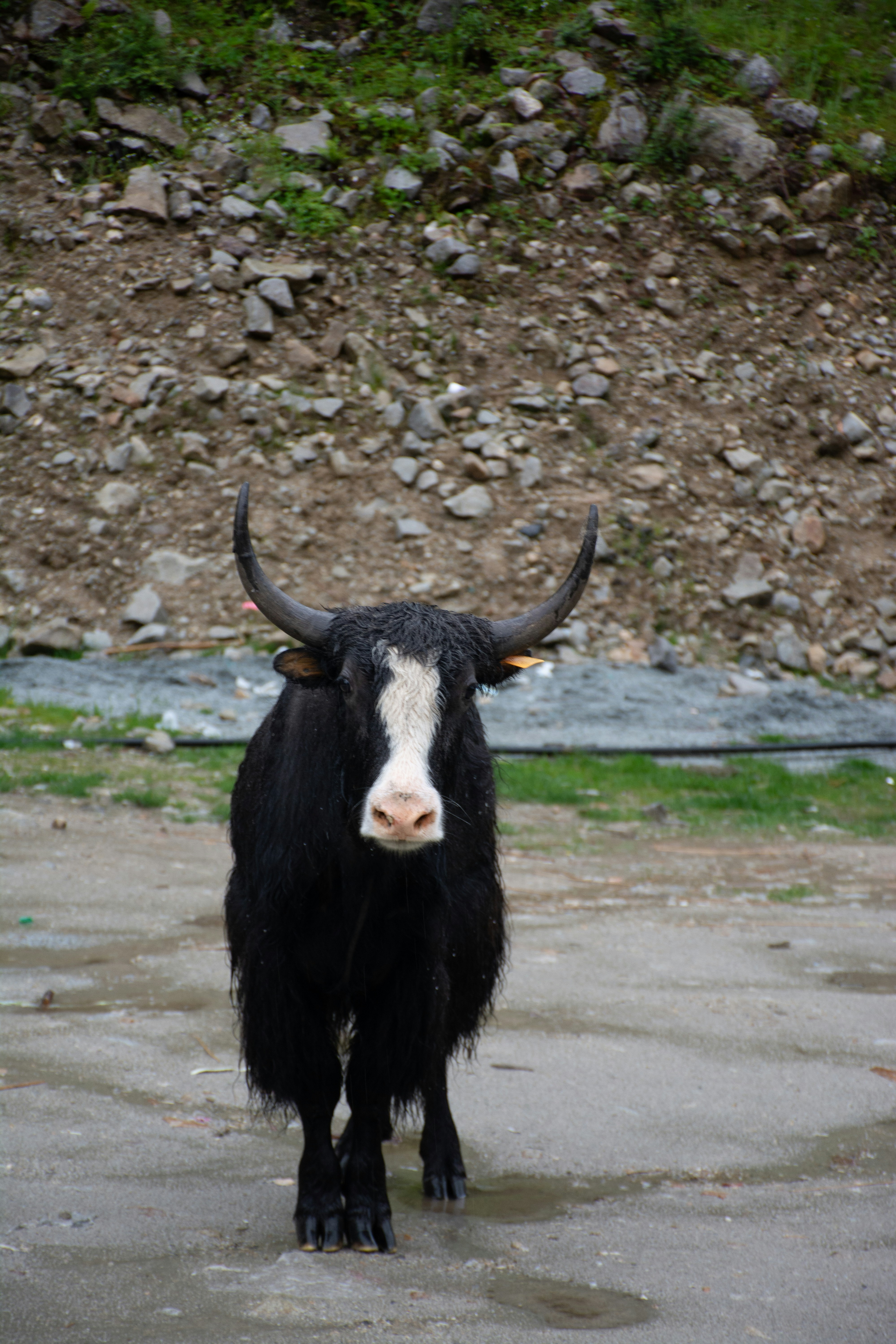 A black yak stands and stares straight ahead.