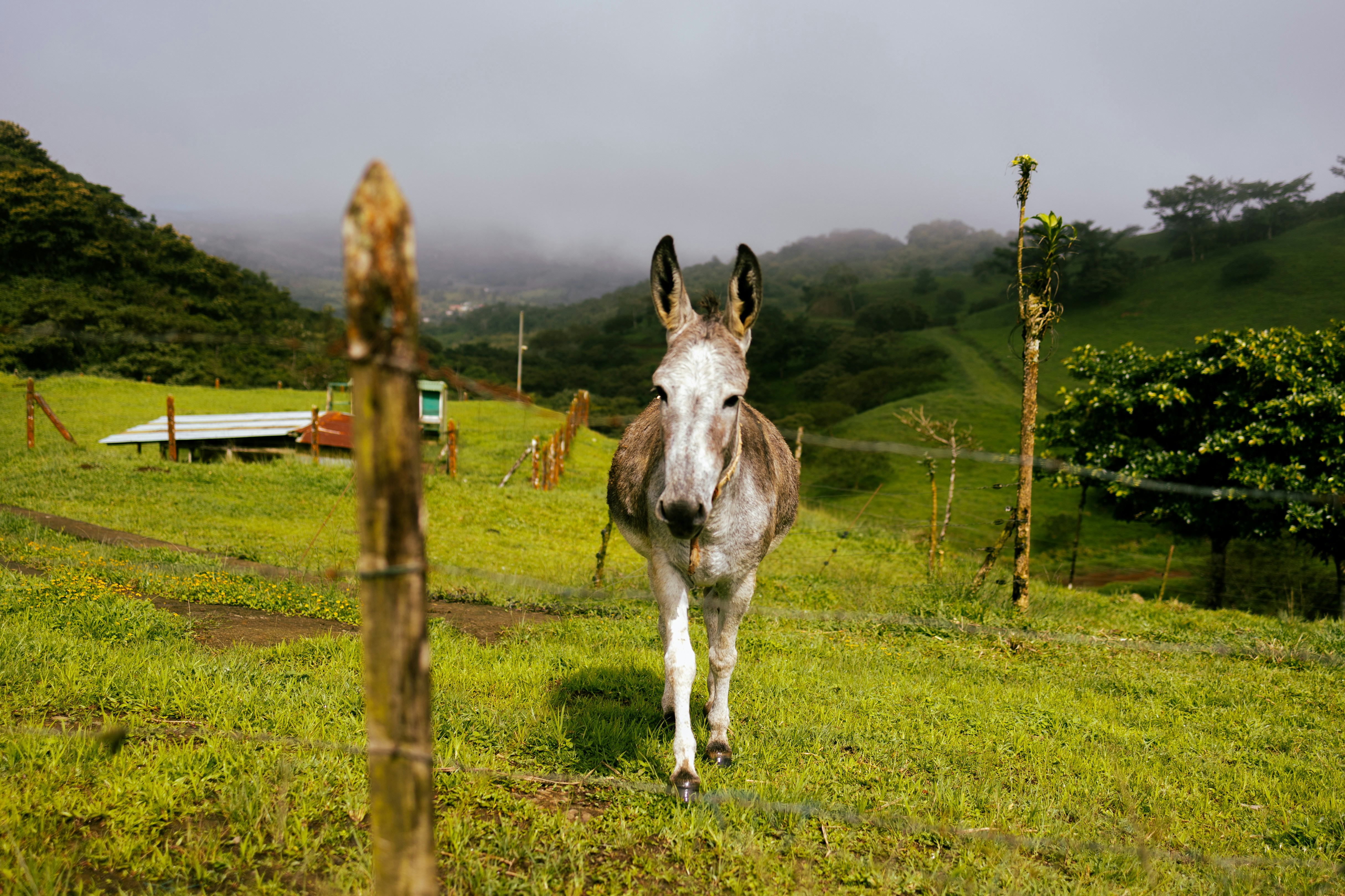 A donkey walks towards the camera in a field.