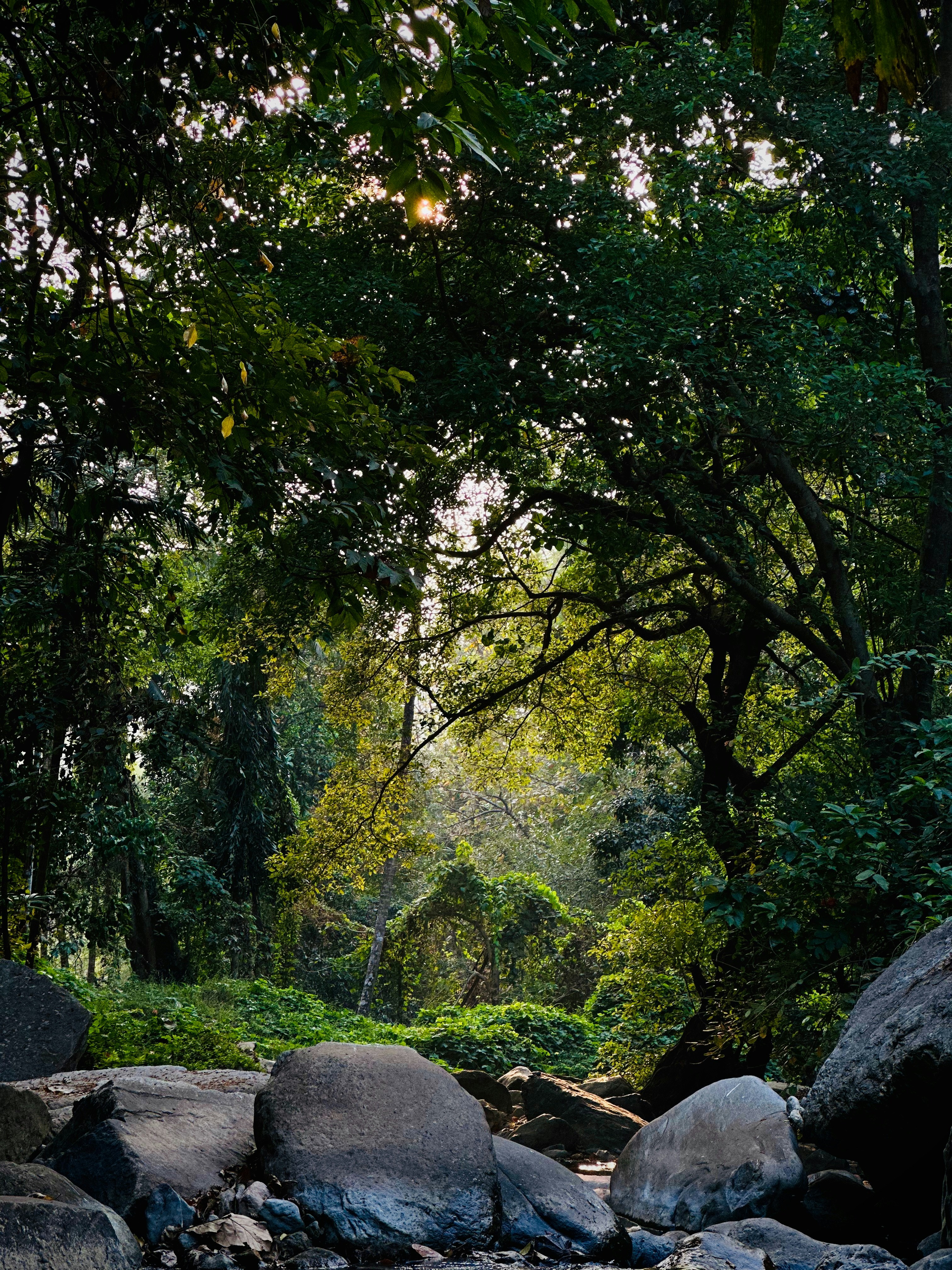 Whispers of the Forest: A Sunlit Retreat