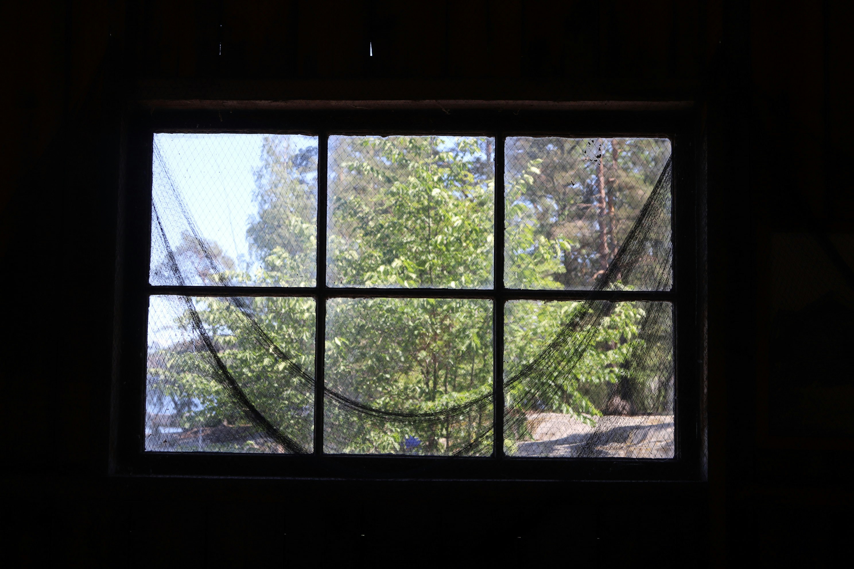 Sunlight filters through a rustic window, illuminating vibrant greenery outside while the wooden frame adds a touch of warmth.