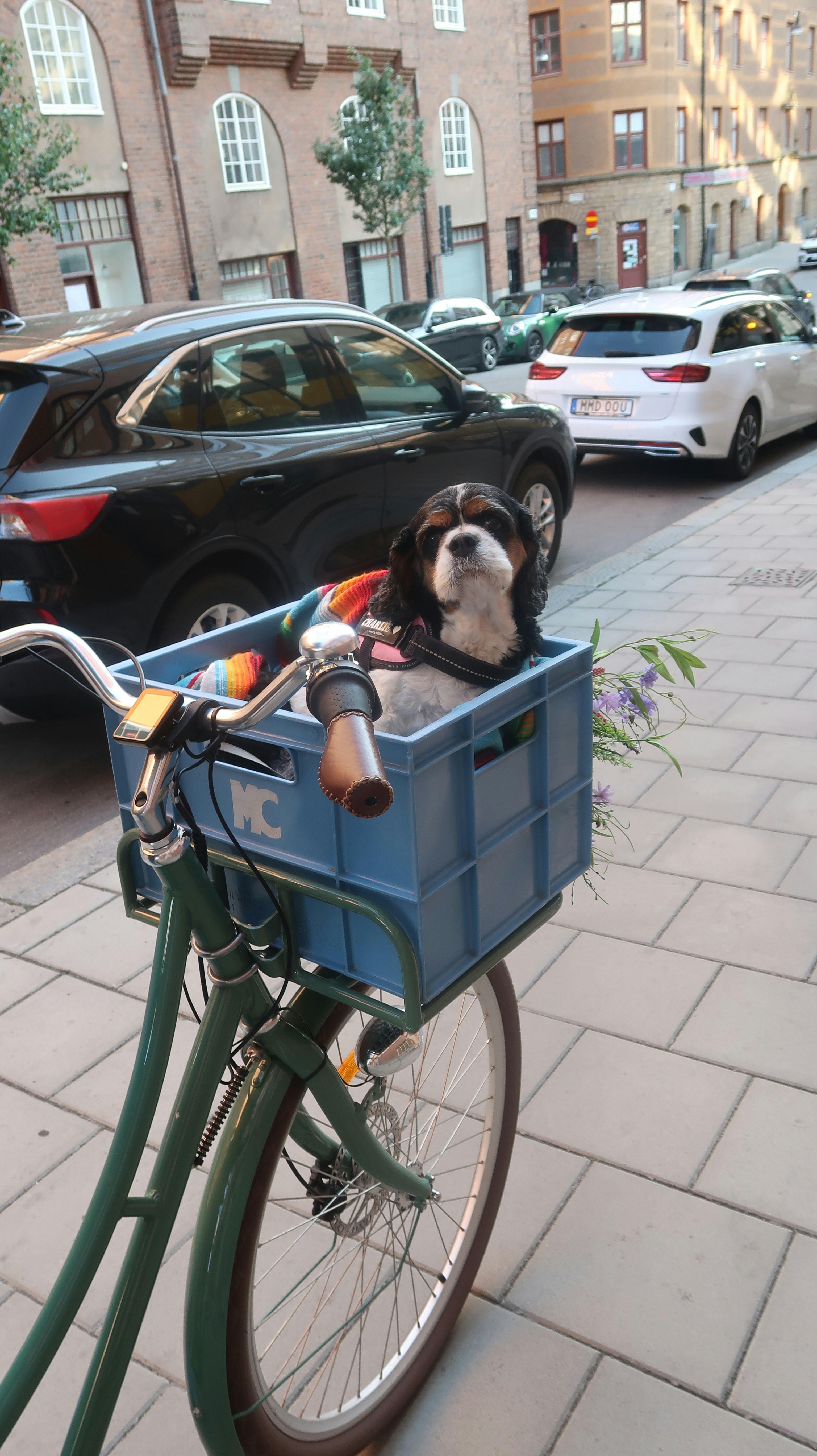 Front-Basket Pup: A City Bicycle Moment in a Blue Crate