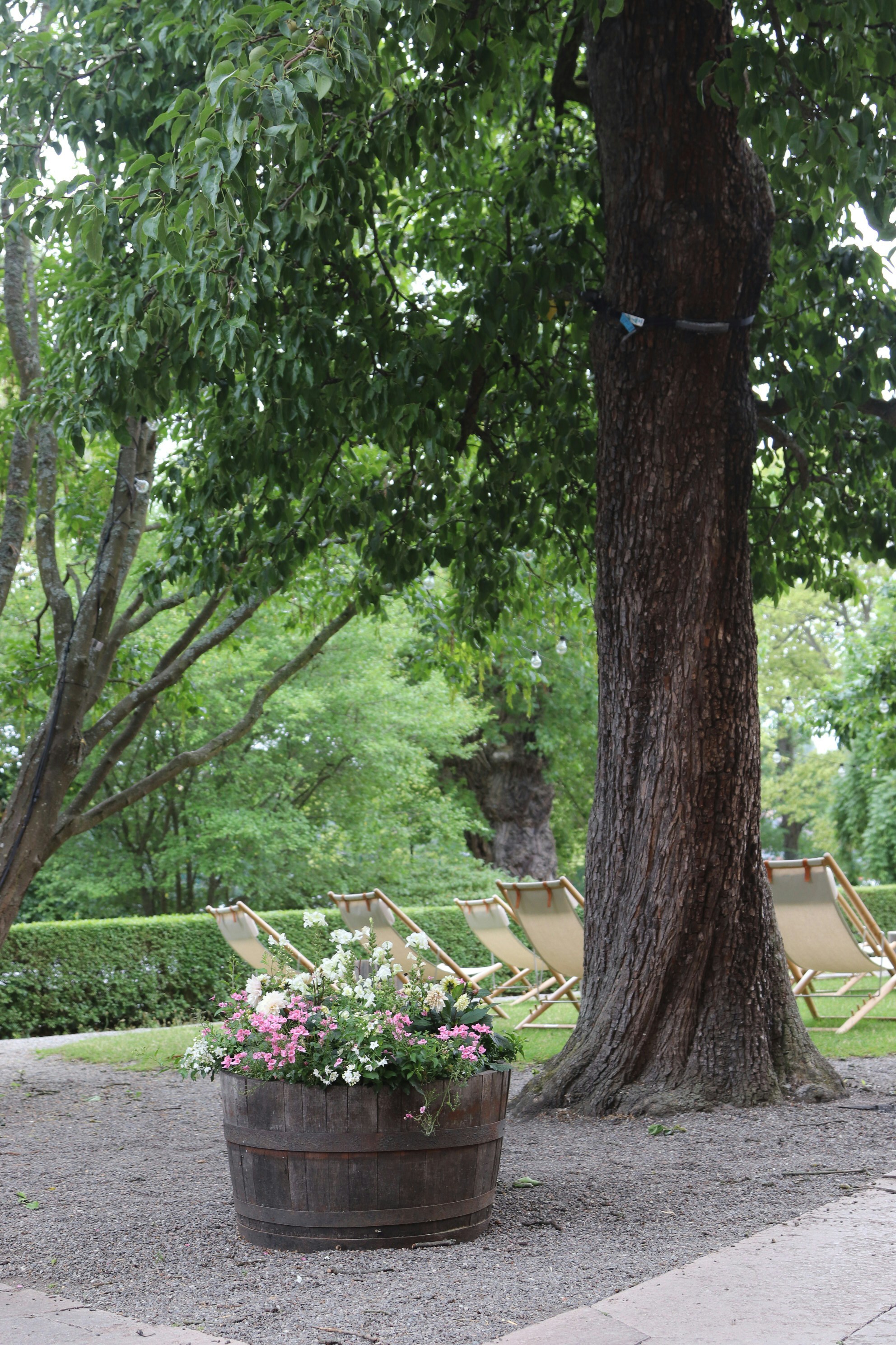 A rustic wooden planter filled with vibrant flowers sits at the base of a majestic oak tree, surrounded by lush greenery and empty lounge chairs in a tranquil outdoor setting.