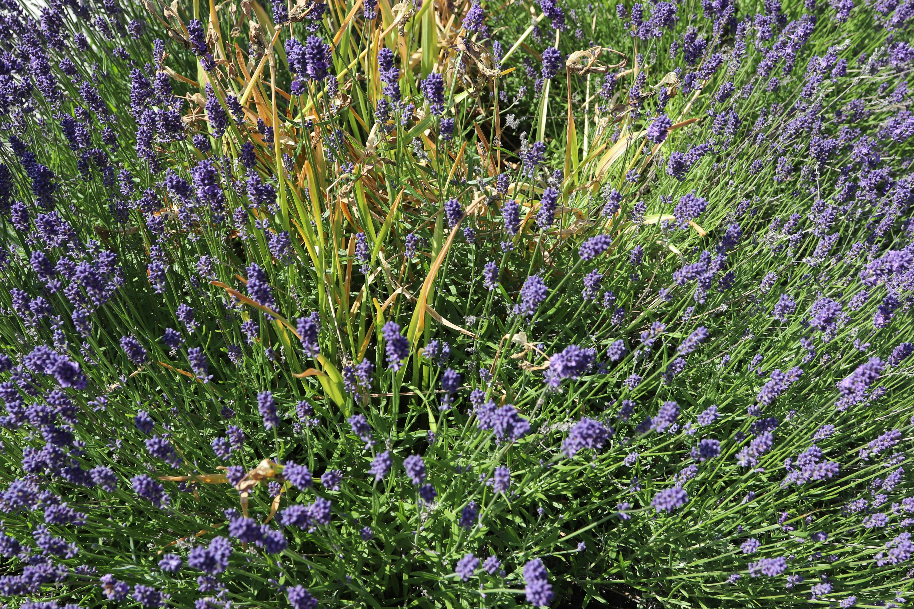 Lavender's Whirlwind: Nature's Purple Embrace