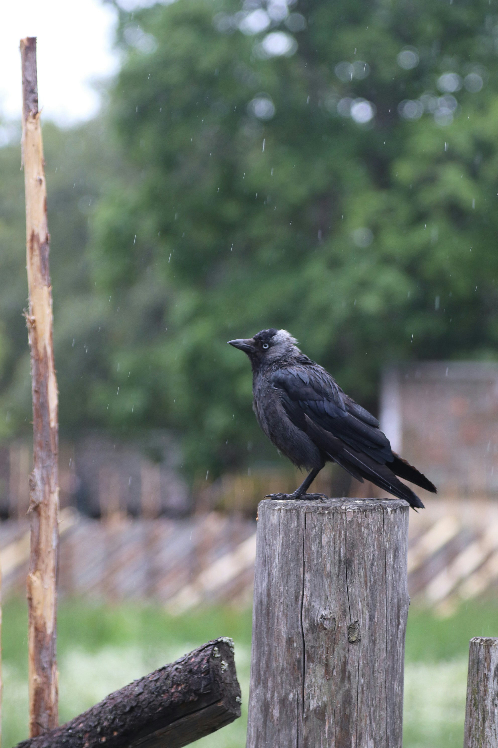 A black bird sits on a wooden post in the rain.