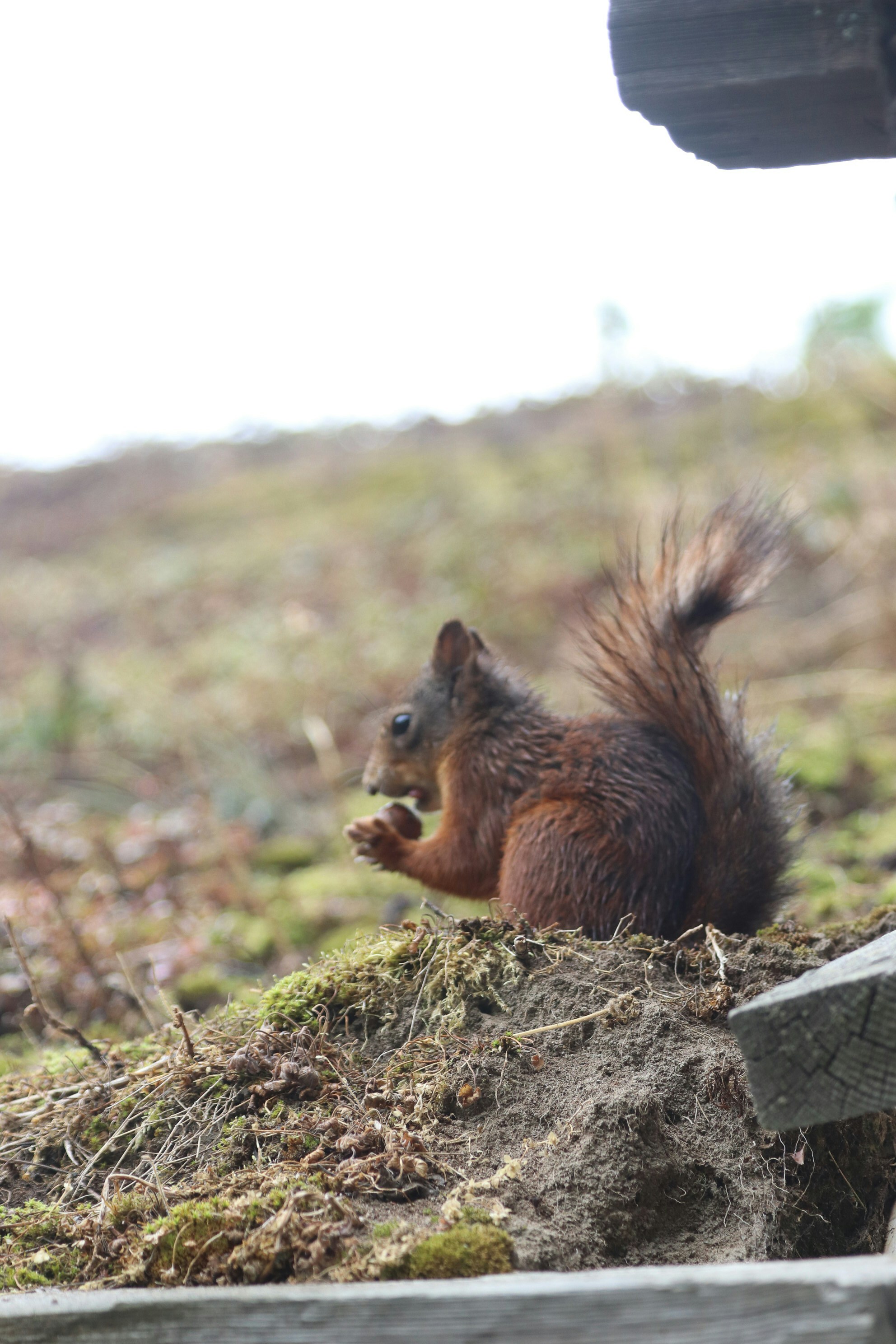 Nutcracker at the Edge: A Squirrel Pause on Mossy Ground