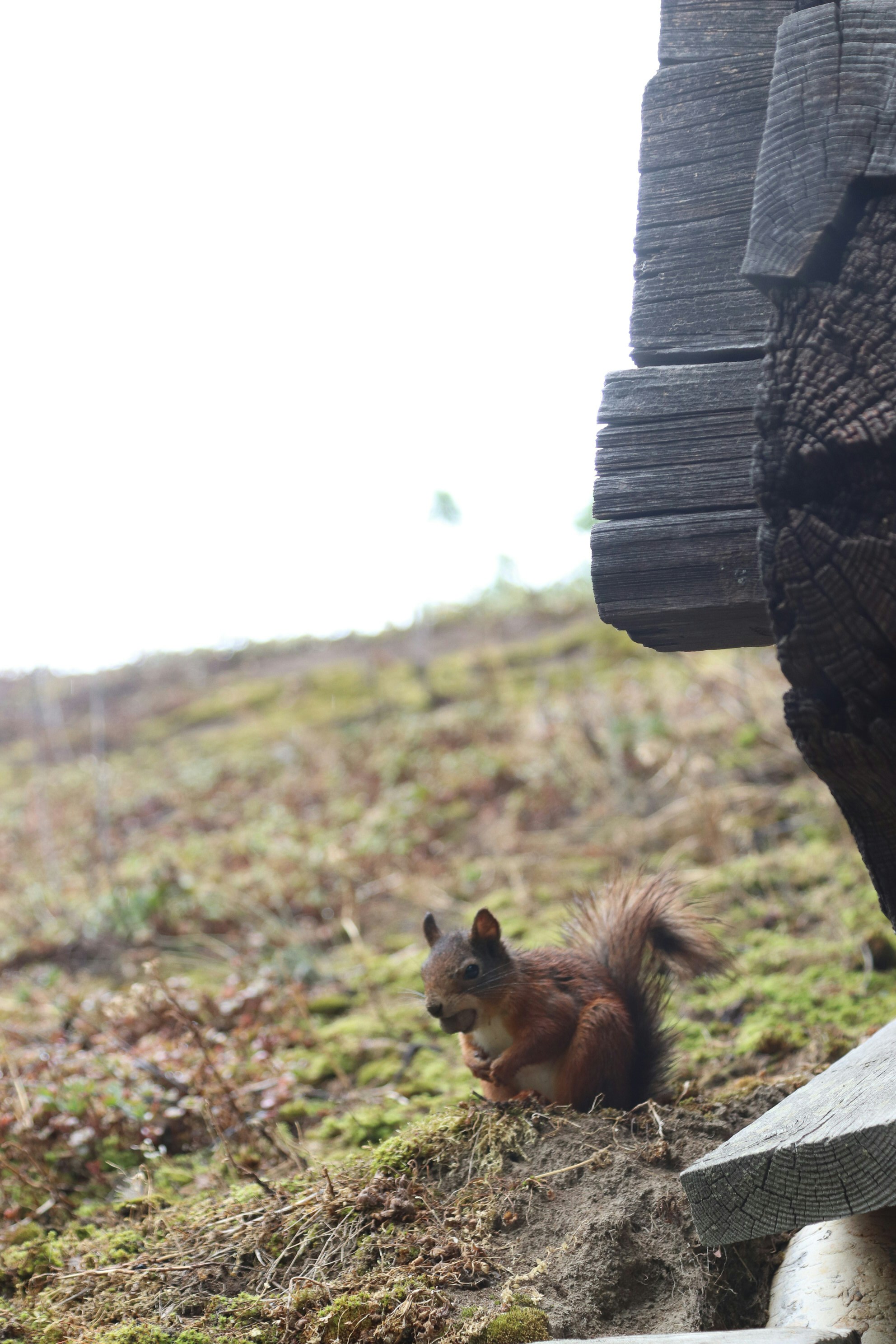 A squirrel munching on a snack near wood