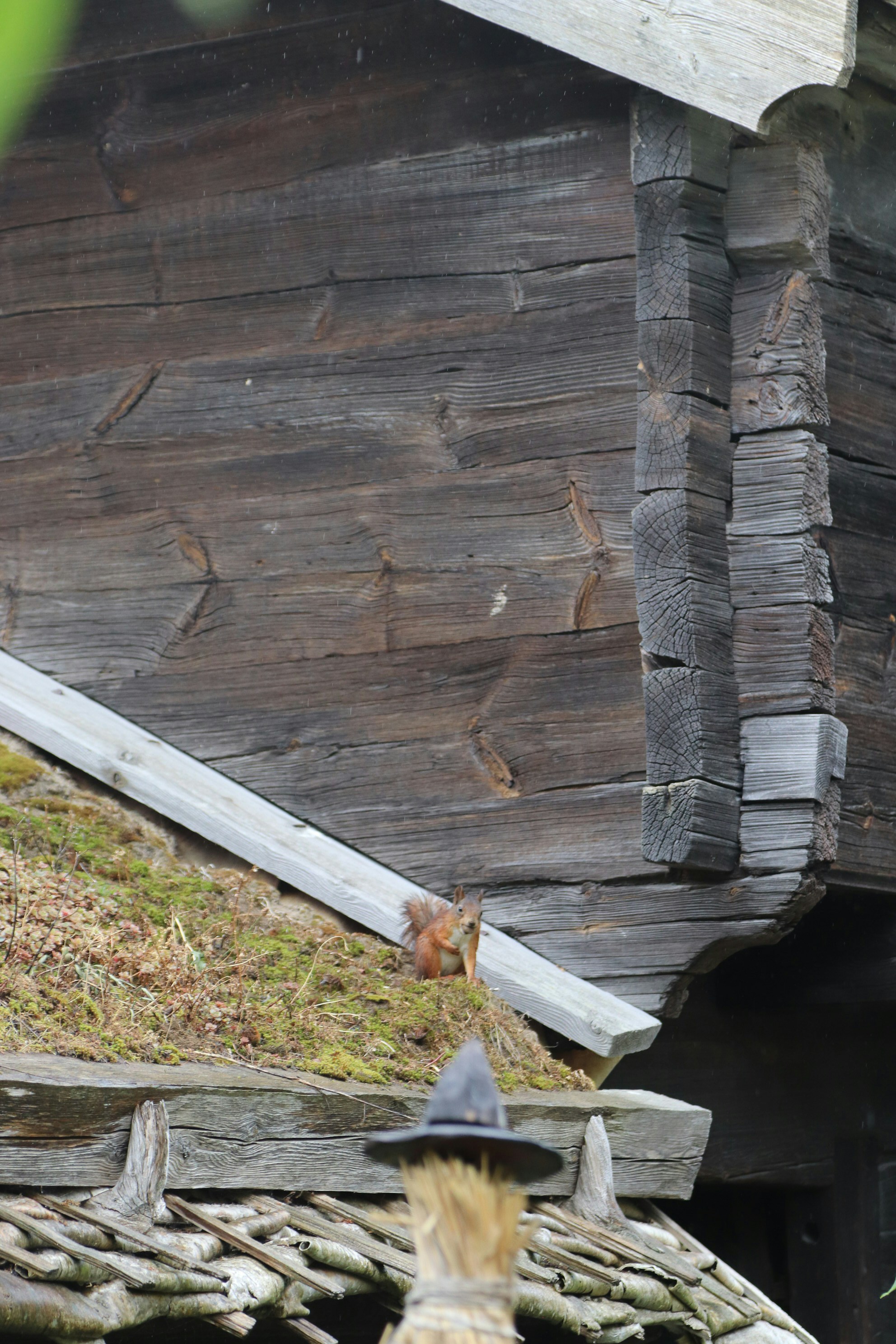 A squirrel sits on a moss-covered roof, observing its surroundings against a backdrop of rustic wooden architecture.