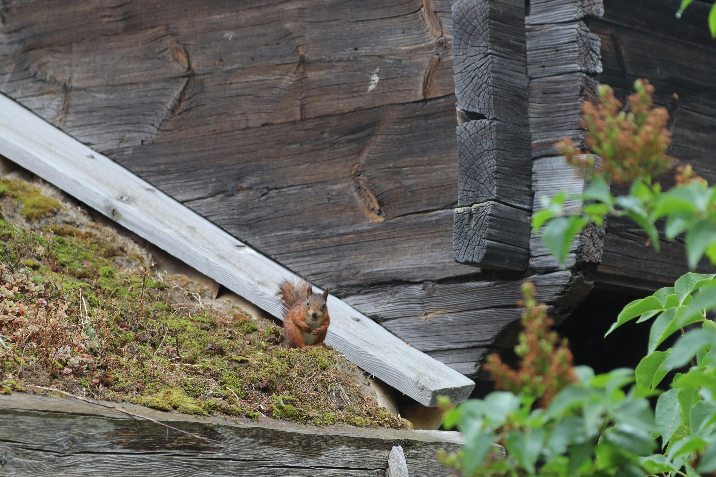 A squirrel sits on the edge of a roof.