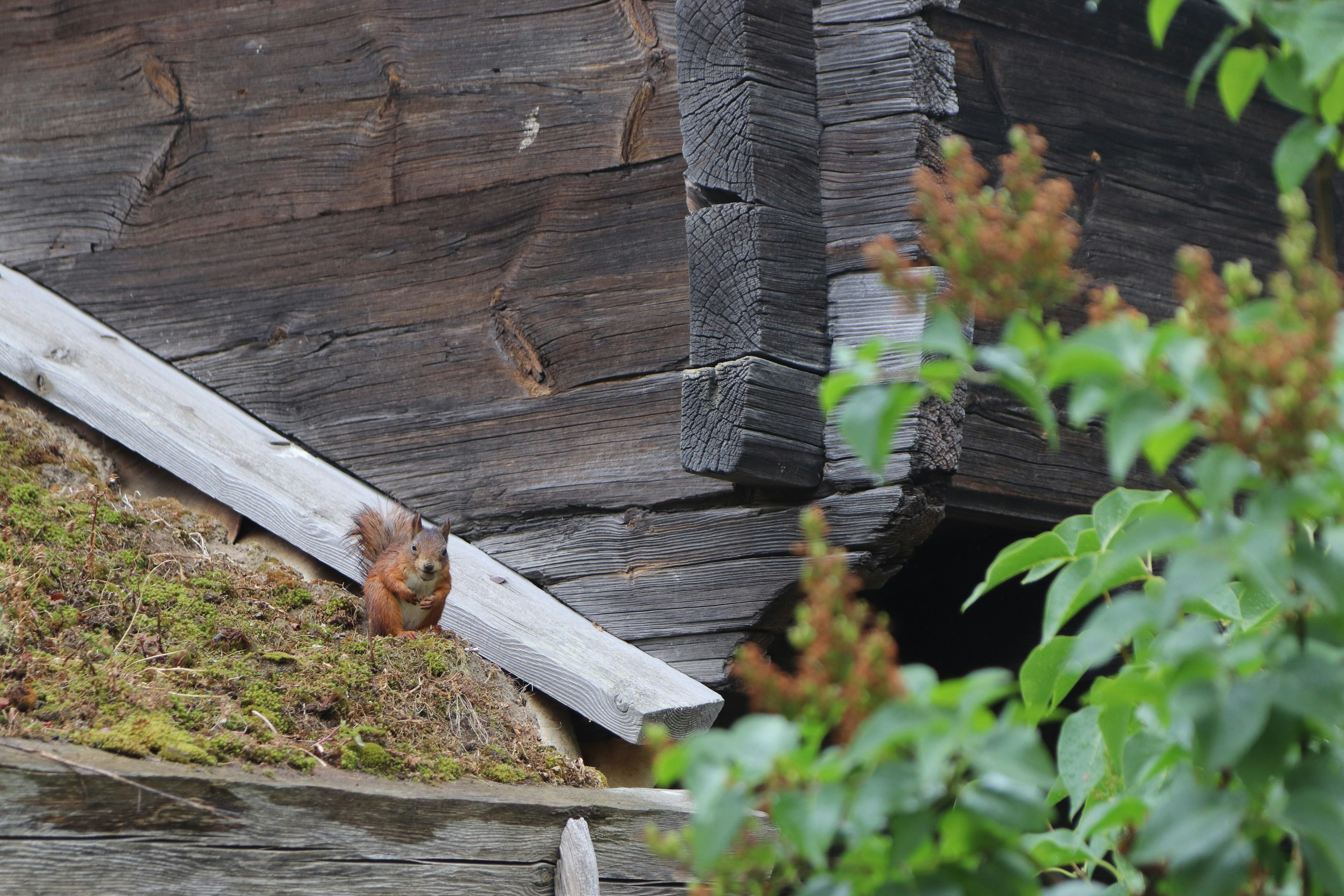 Nature's Watcher: The Curious Squirrel