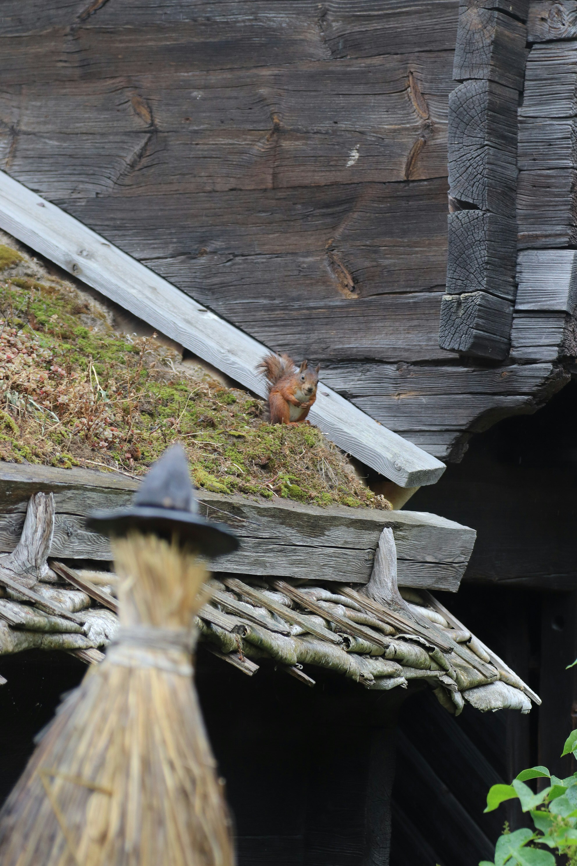 A curious squirrel perched on a mossy rooftop, surveying its surroundings. The rustic wooden structure provides an earthy backdrop.