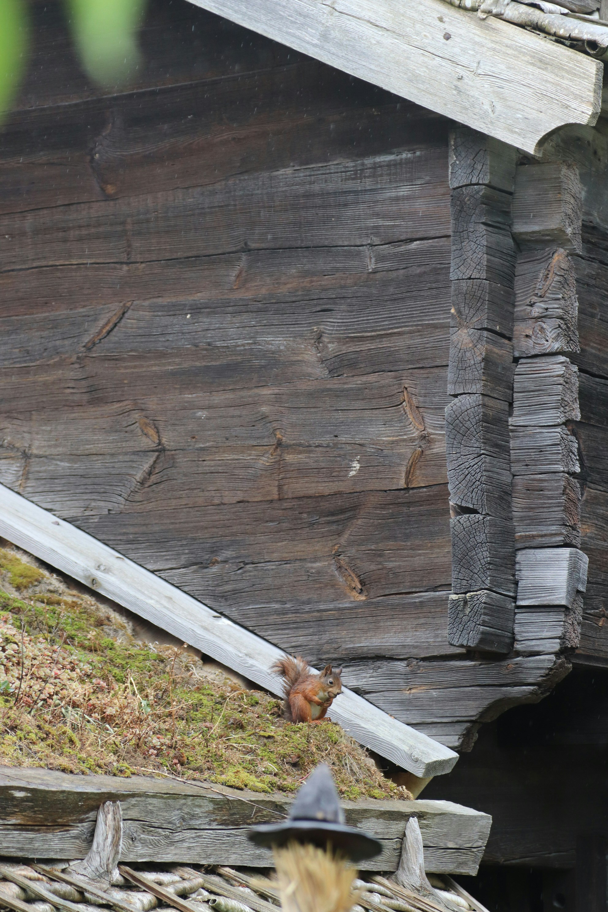 Whiskers Among the Timber