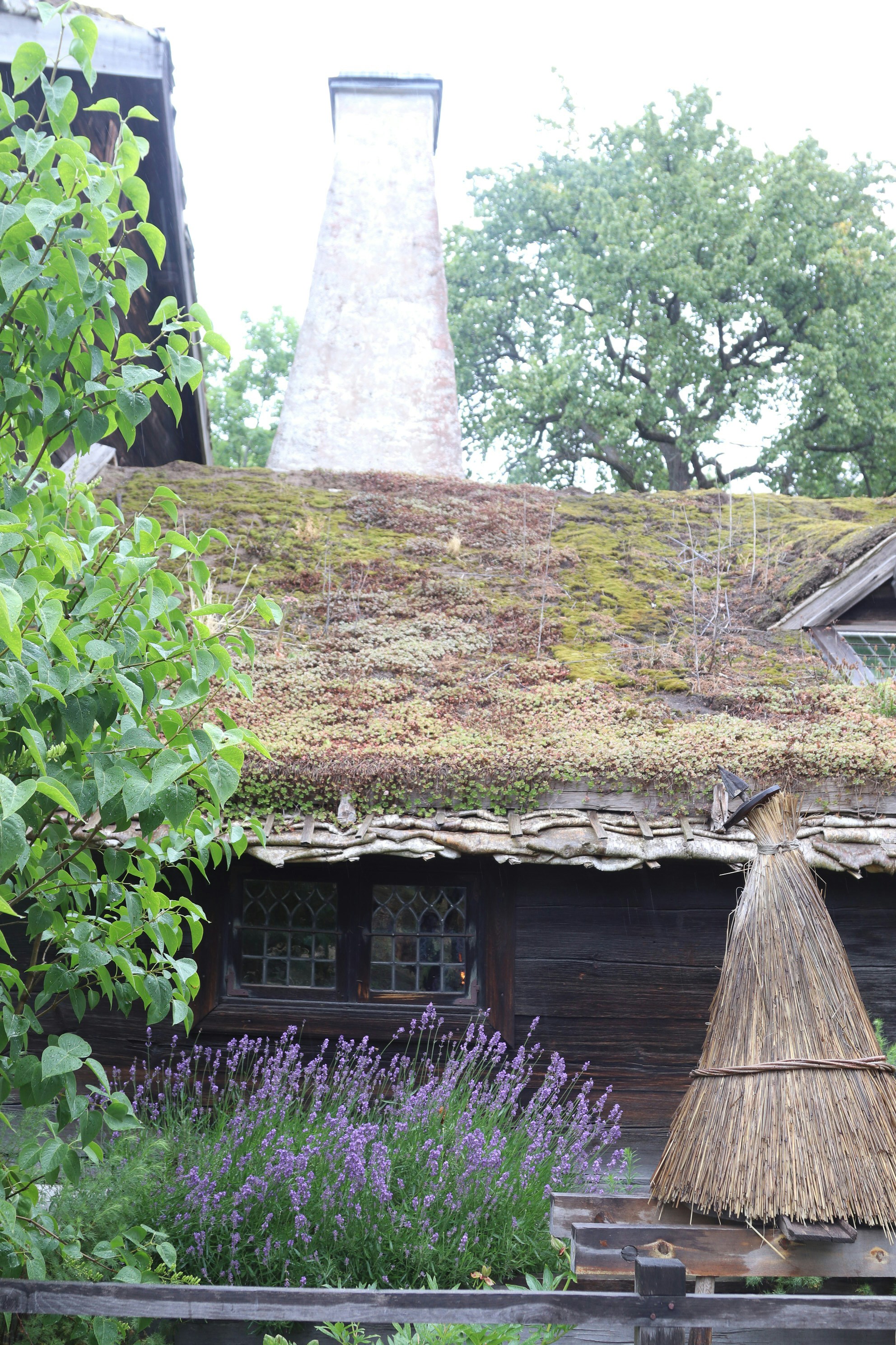 Lavender Border Before a Moss-Covered Cottage