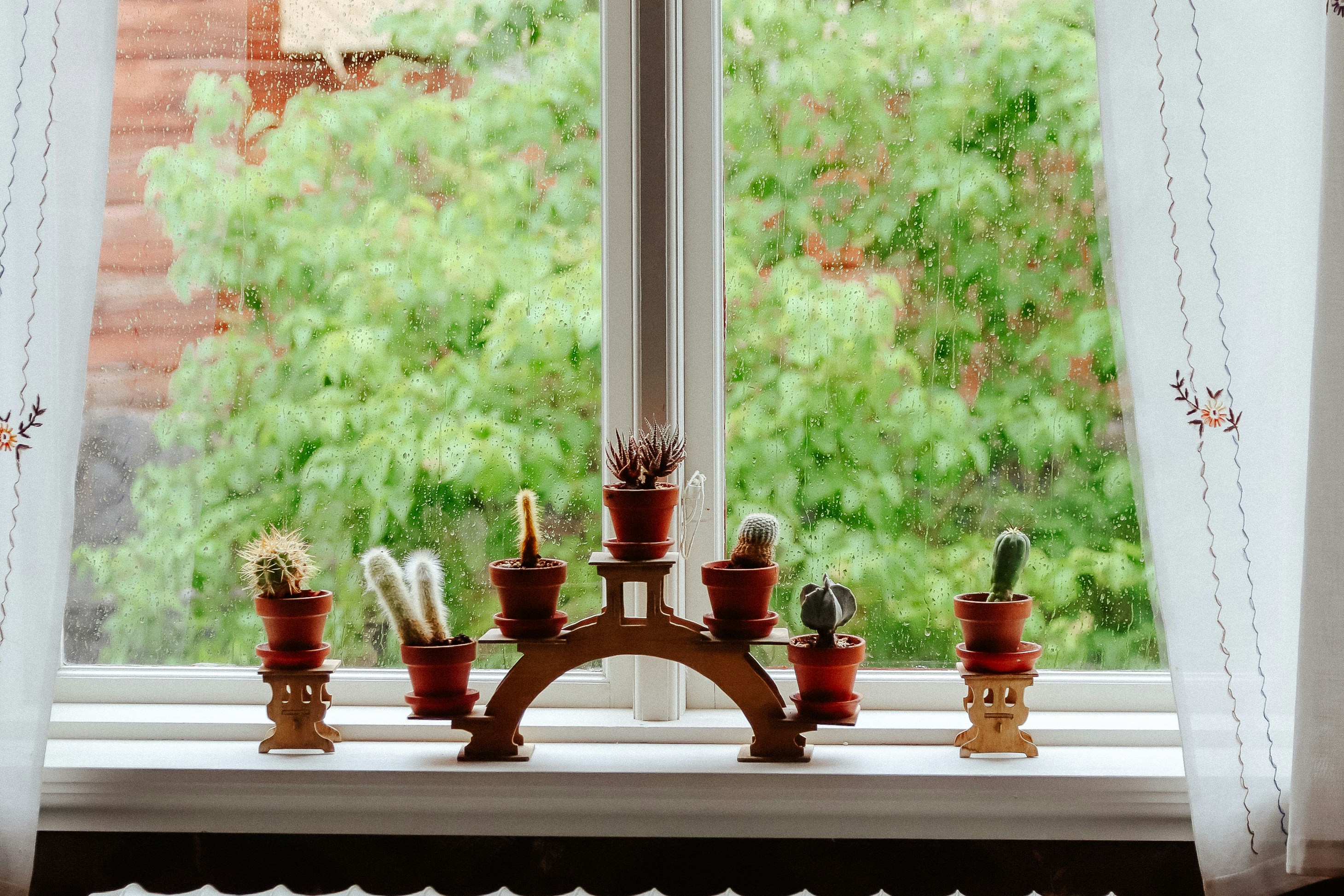 Cacti Symphony: Nature's Resilience on a Rainy Day
