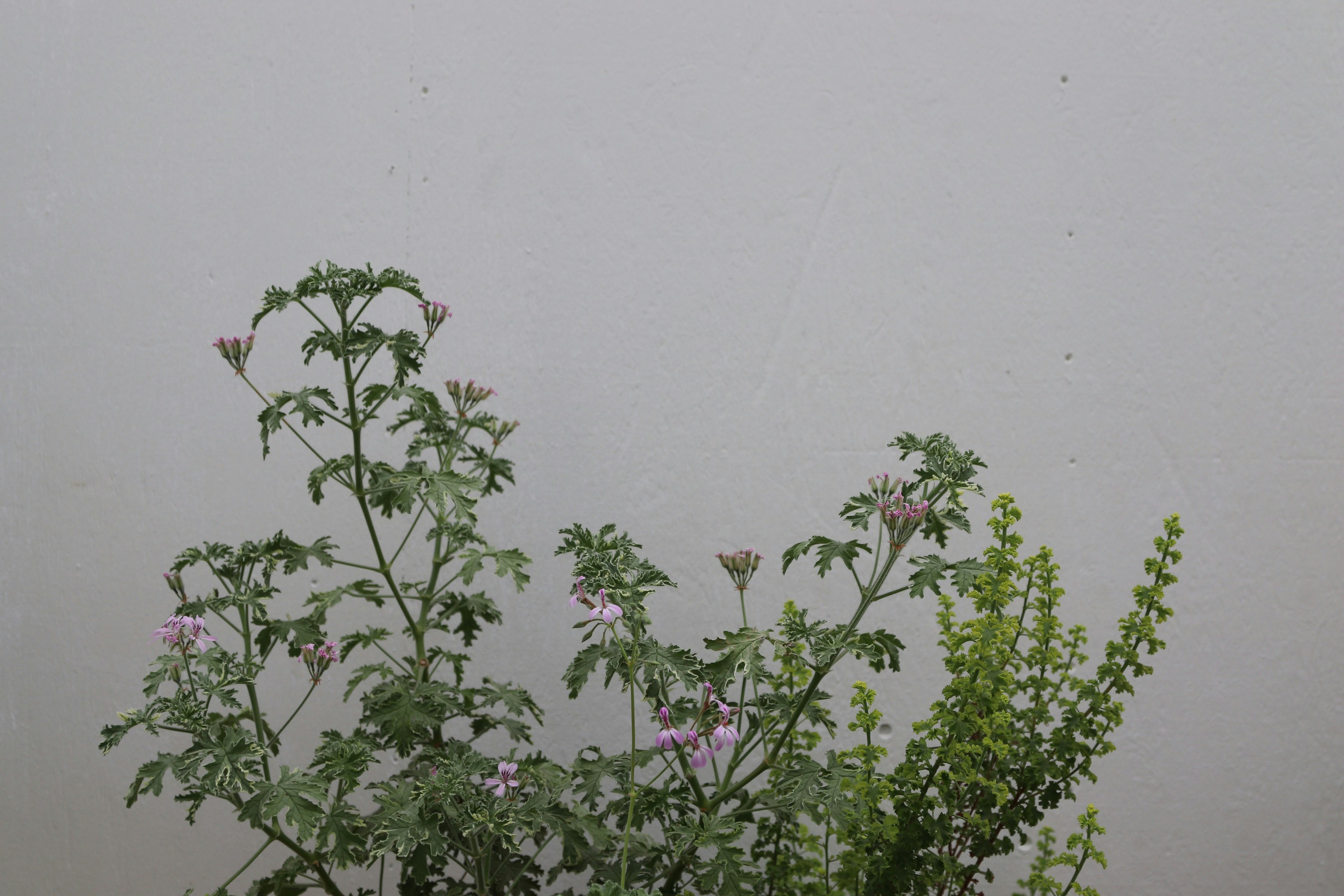 Whispers of Nature: A Botanical Study