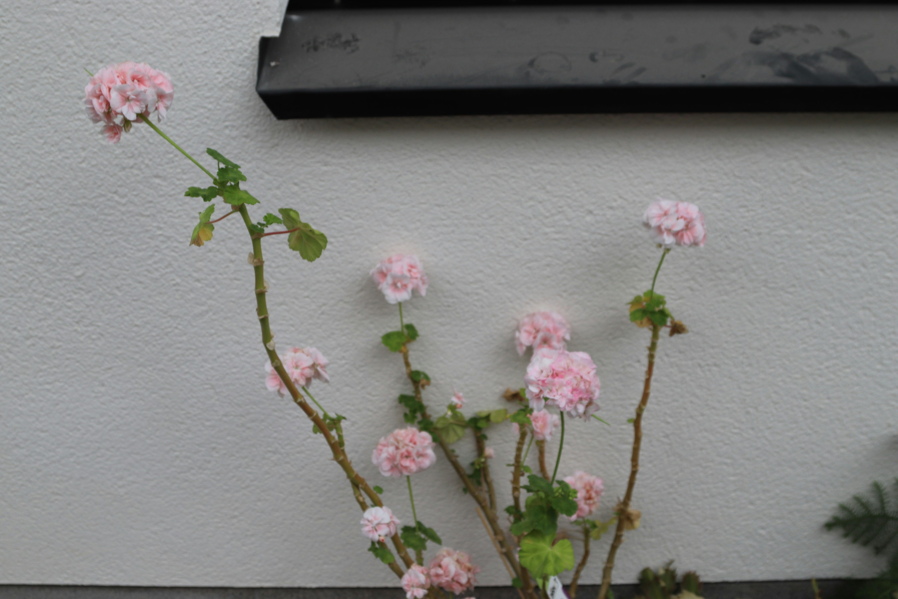 Blush Climbers Against a Quiet Gray Wall Under a Windowsill