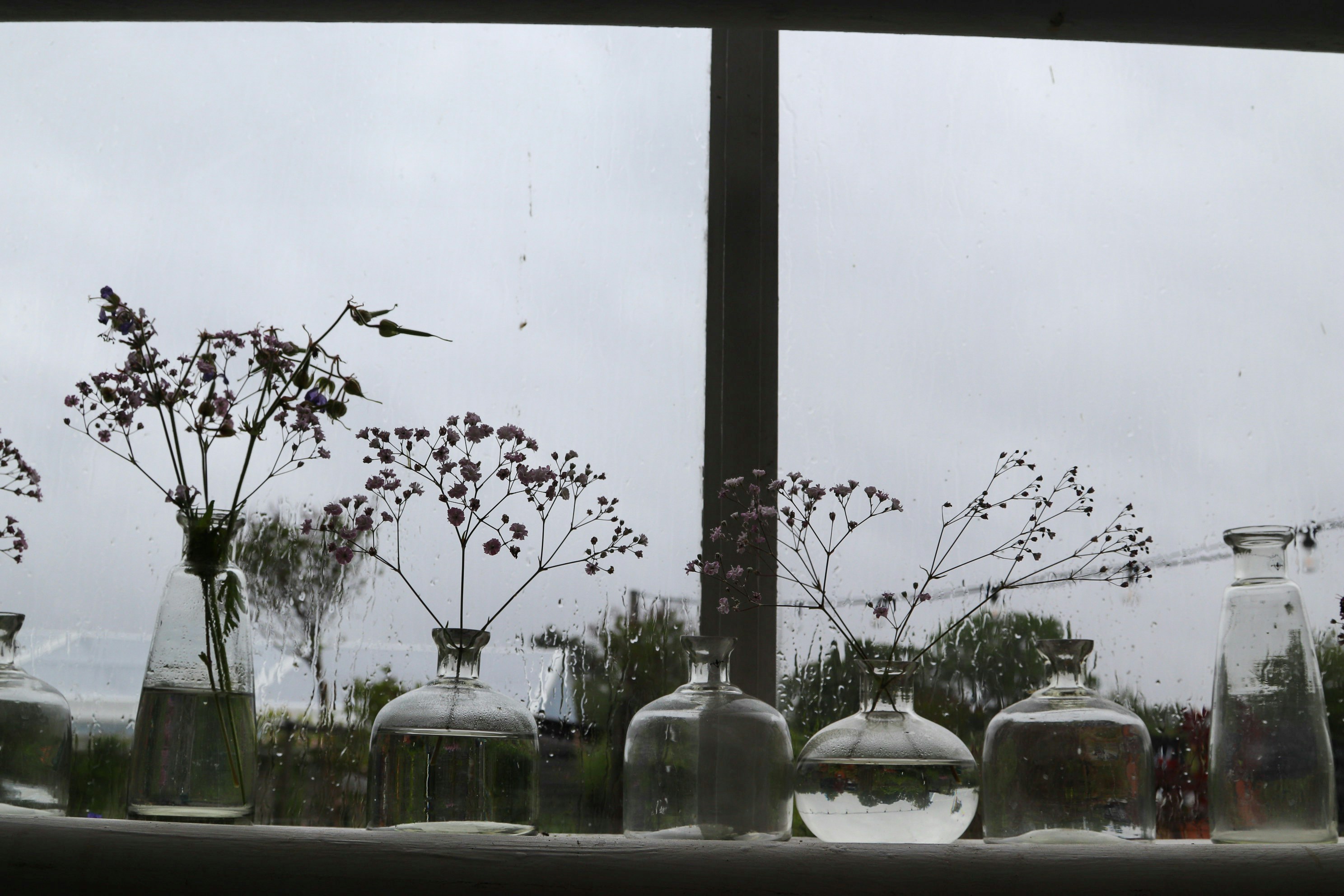 Minimal Window Still Life: Dried Sprigs in Glass Bottles