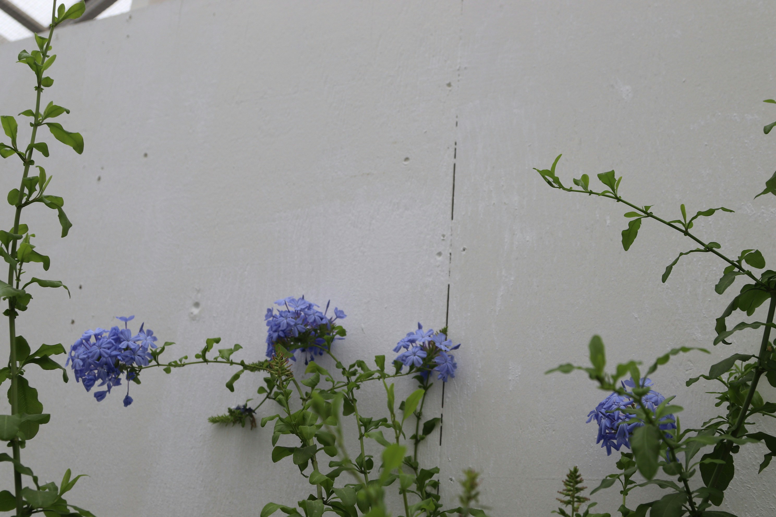 Blue flowers bloom against a white wall.