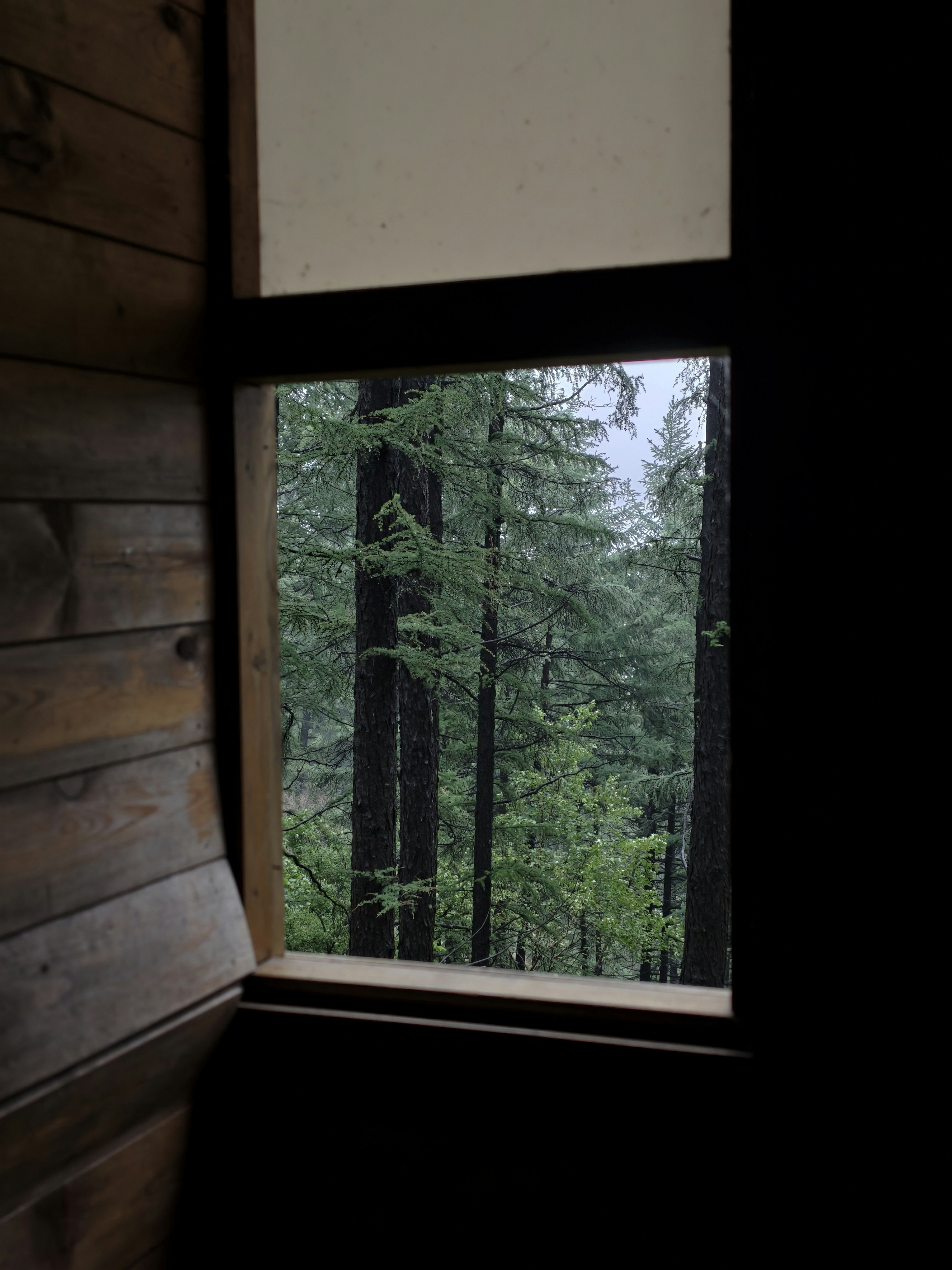 A forest view from a window.