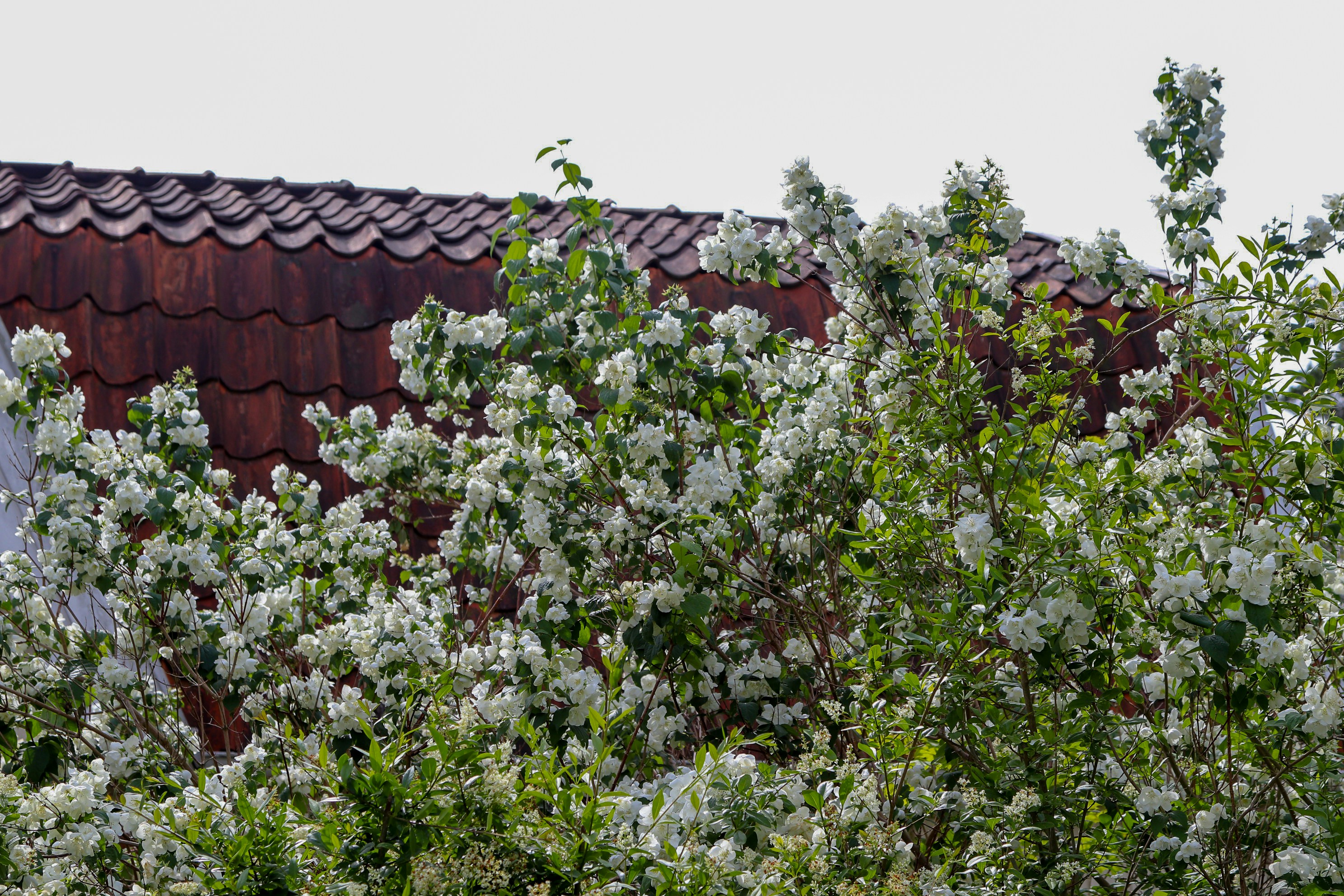 White Blossom Veil Against a Weathered Terracotta Roof